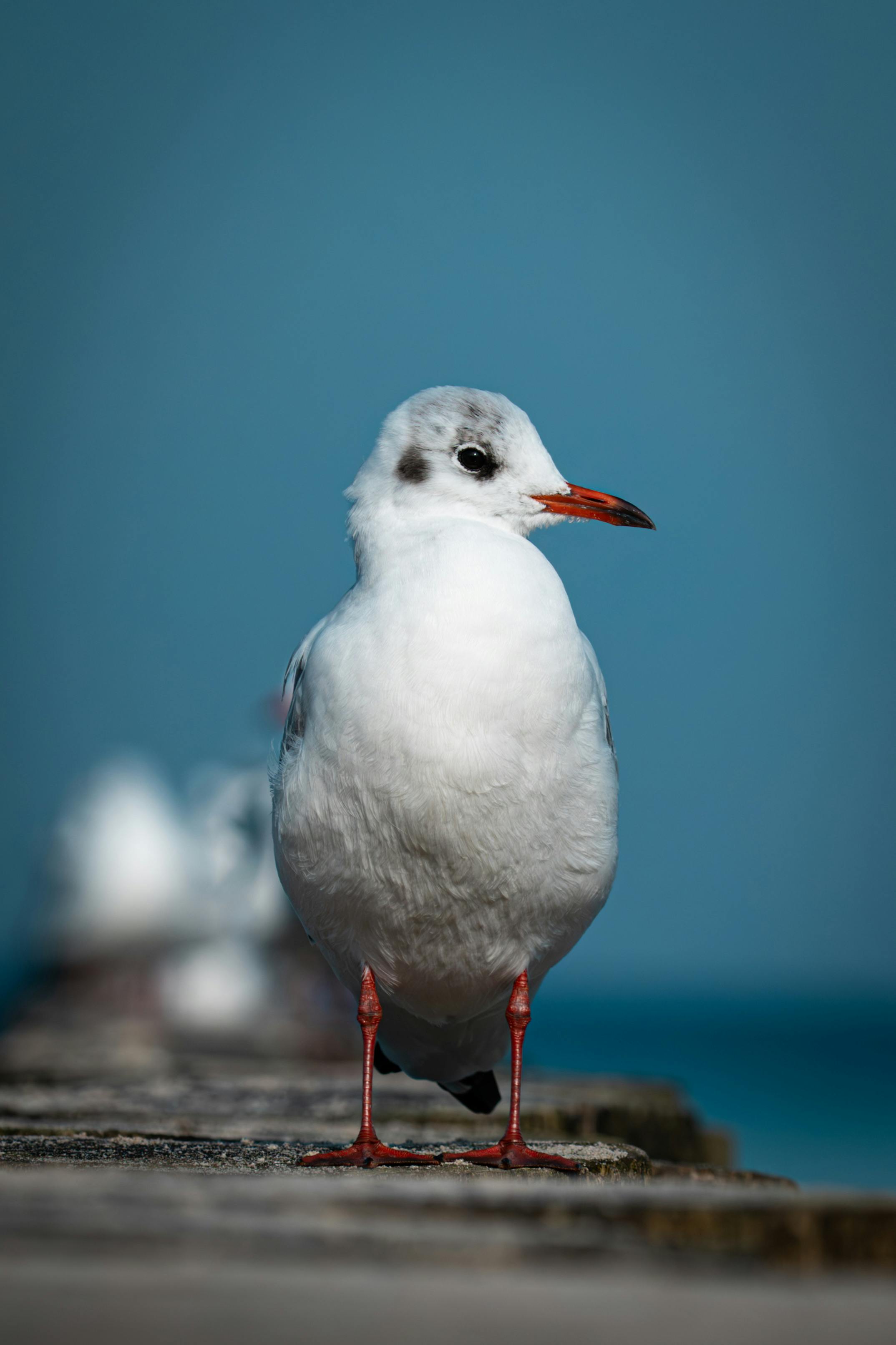 Background Oren Photos, Download The BEST Free Background Oren Stock ...