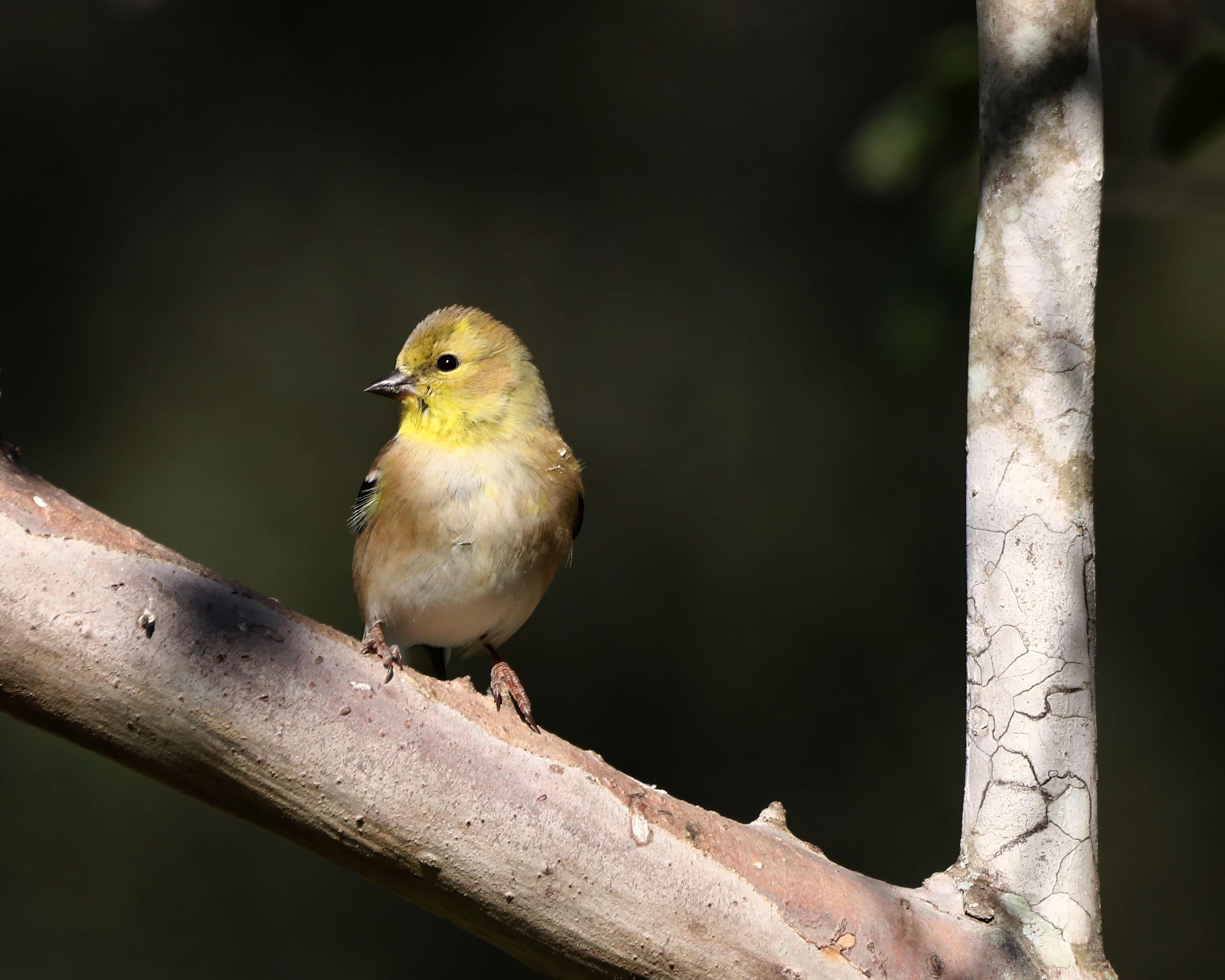 Yellow Finch Perched on a Tree Branch · Free Stock Photo