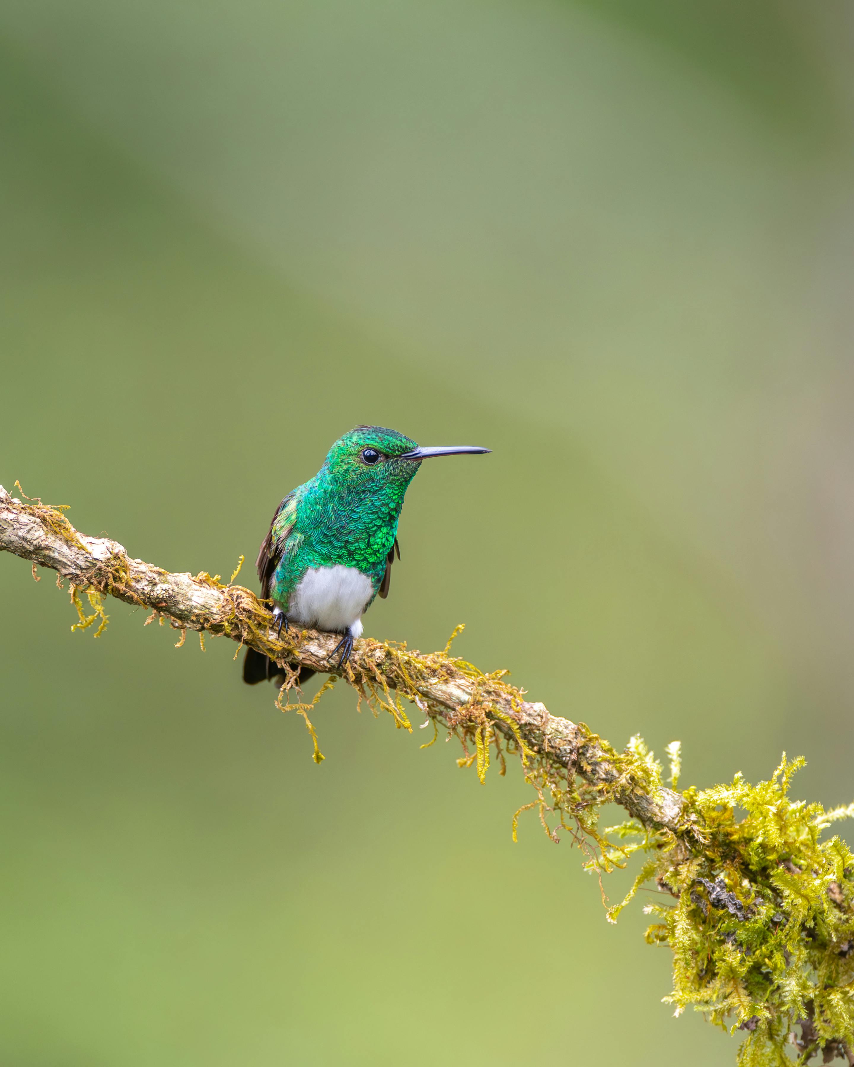 Vibrant Hummingbird in Costa Rican Forest · Free Stock Photo