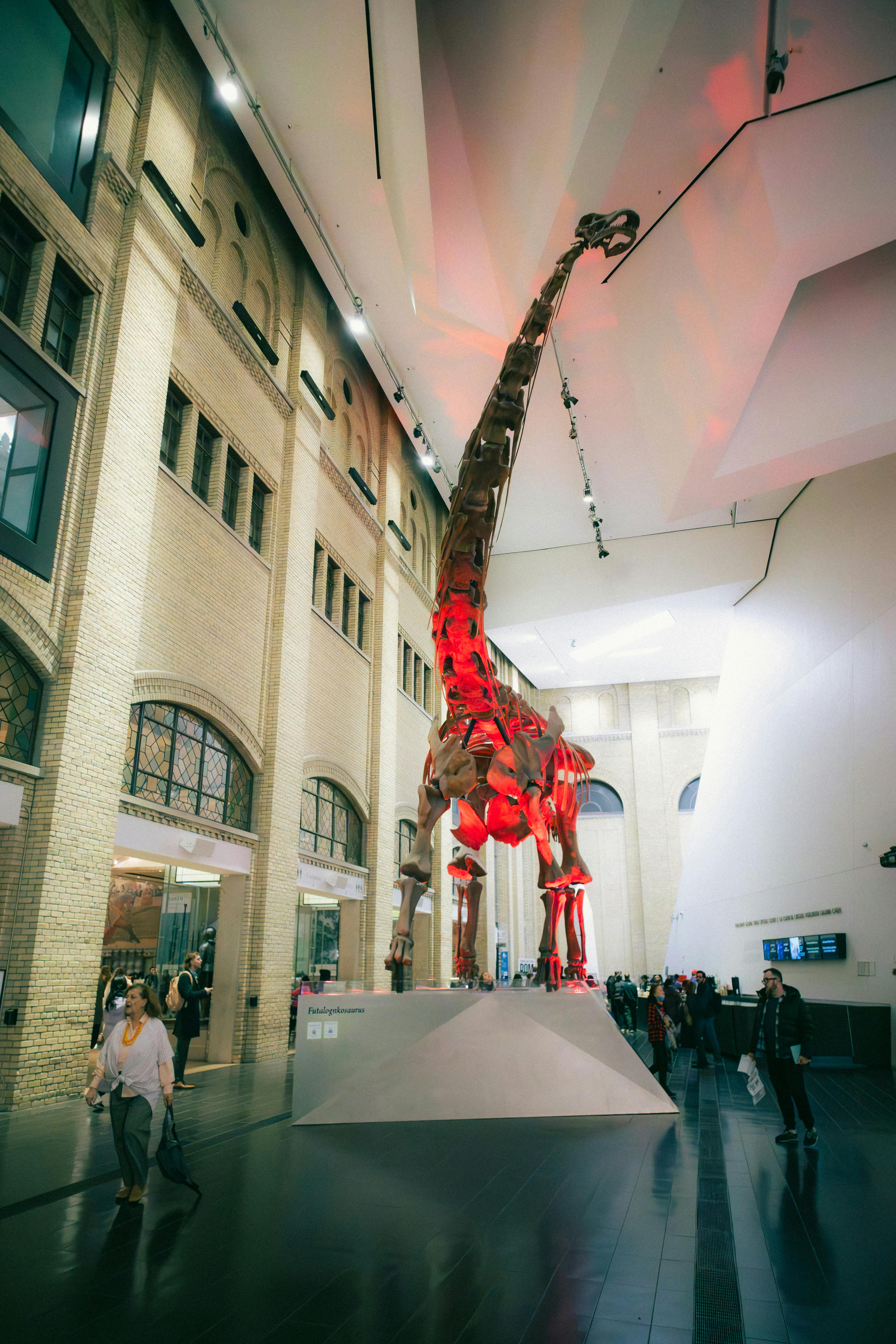 Impressive Dinosaur Display at Toronto Museum · Free Stock Photo