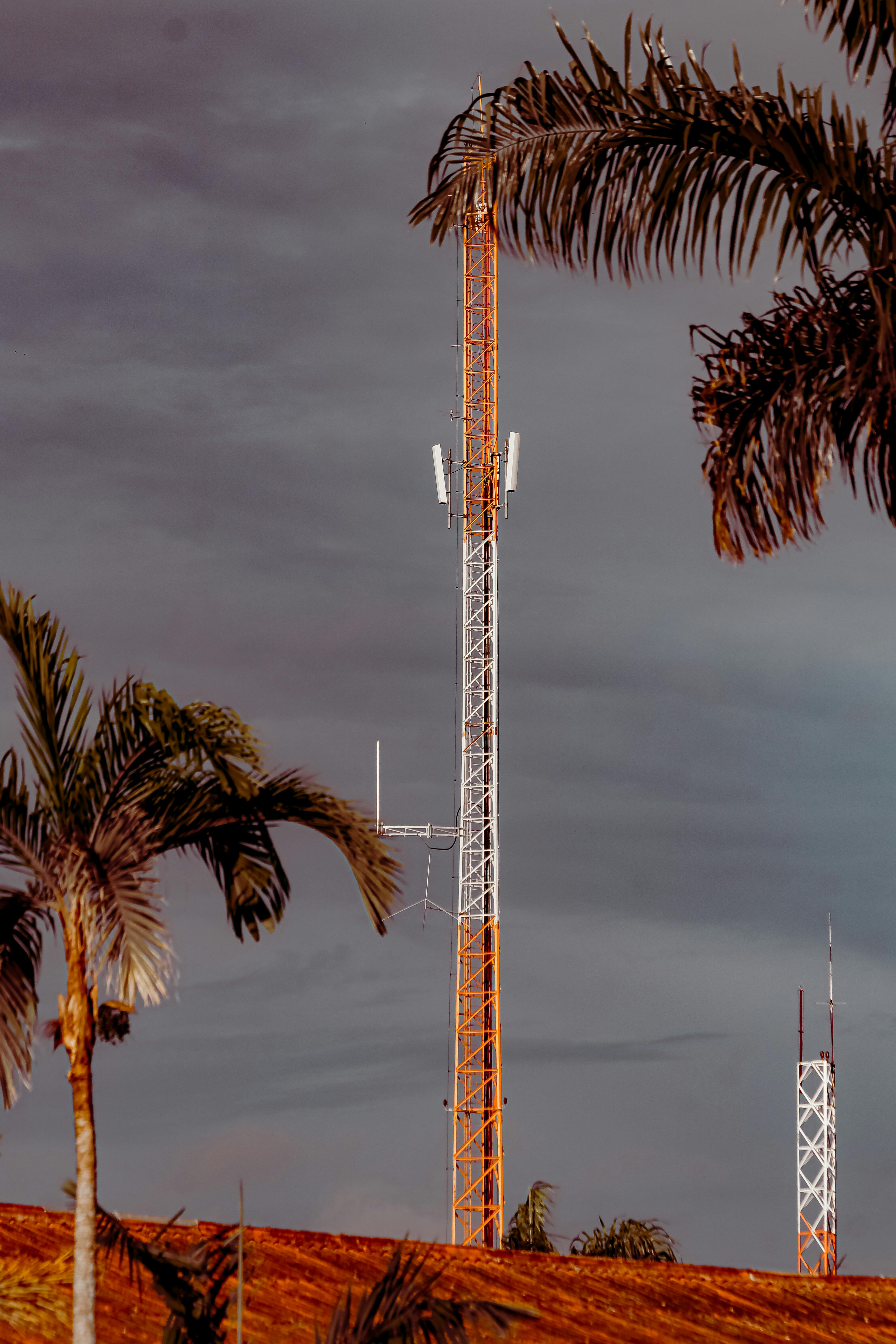Telecommunications Tower Amongst Palm Trees · Free Stock Photo
