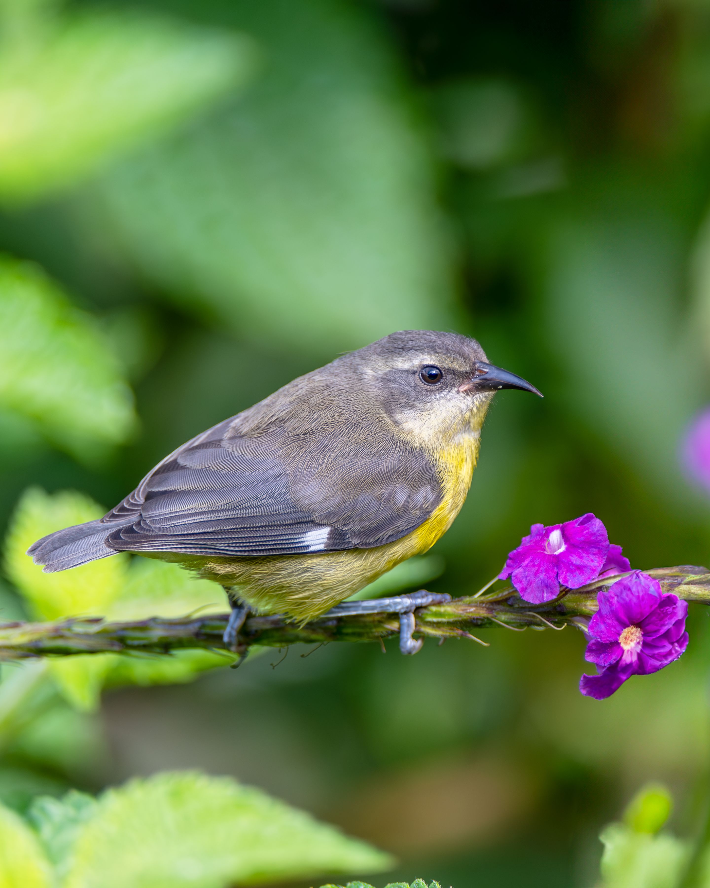 Colorful Tropical Bird Perched on a Vine · Free Stock Photo