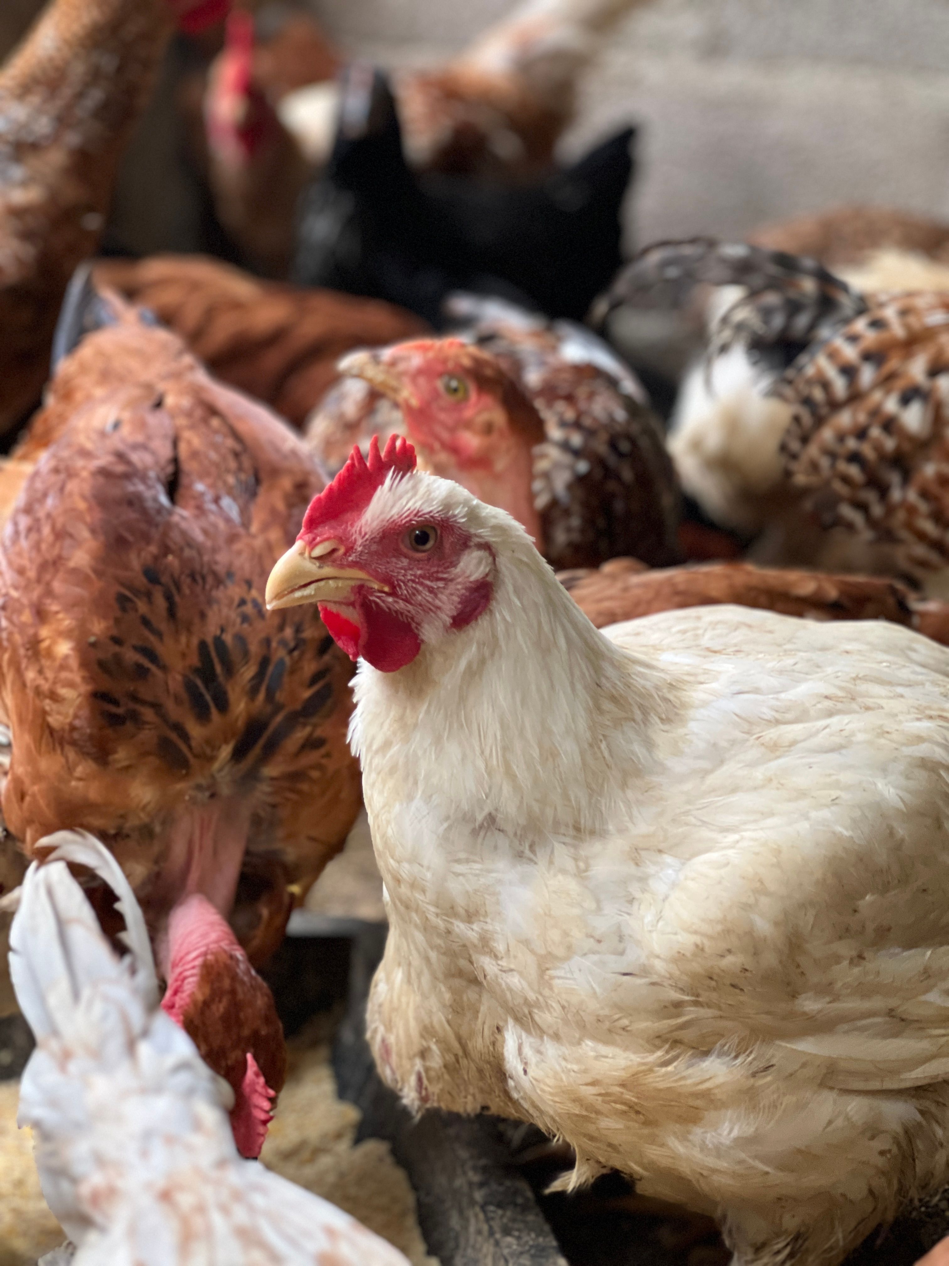 Close-Up of a Vibrant Free-Range Chicken Flock · Free Stock Photo