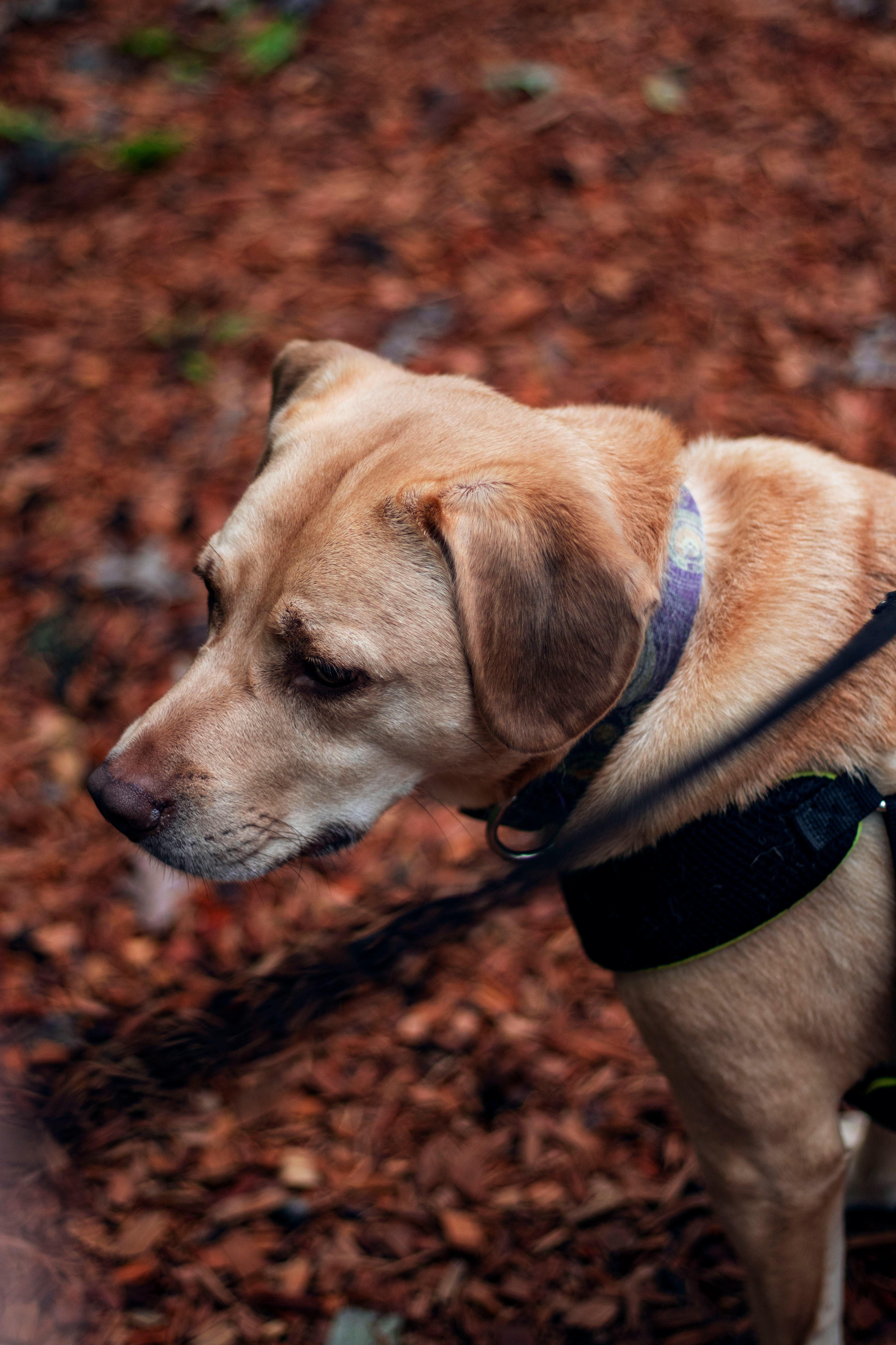 Free stock photo of autumn, brown dog, dog