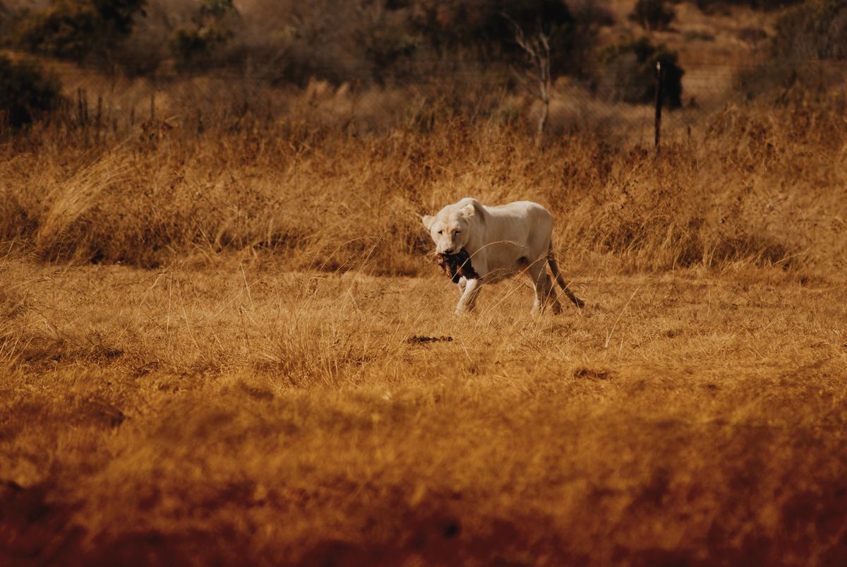 Big Game Africa Hunting Photos, Download The BEST Free Big Game Africa ...