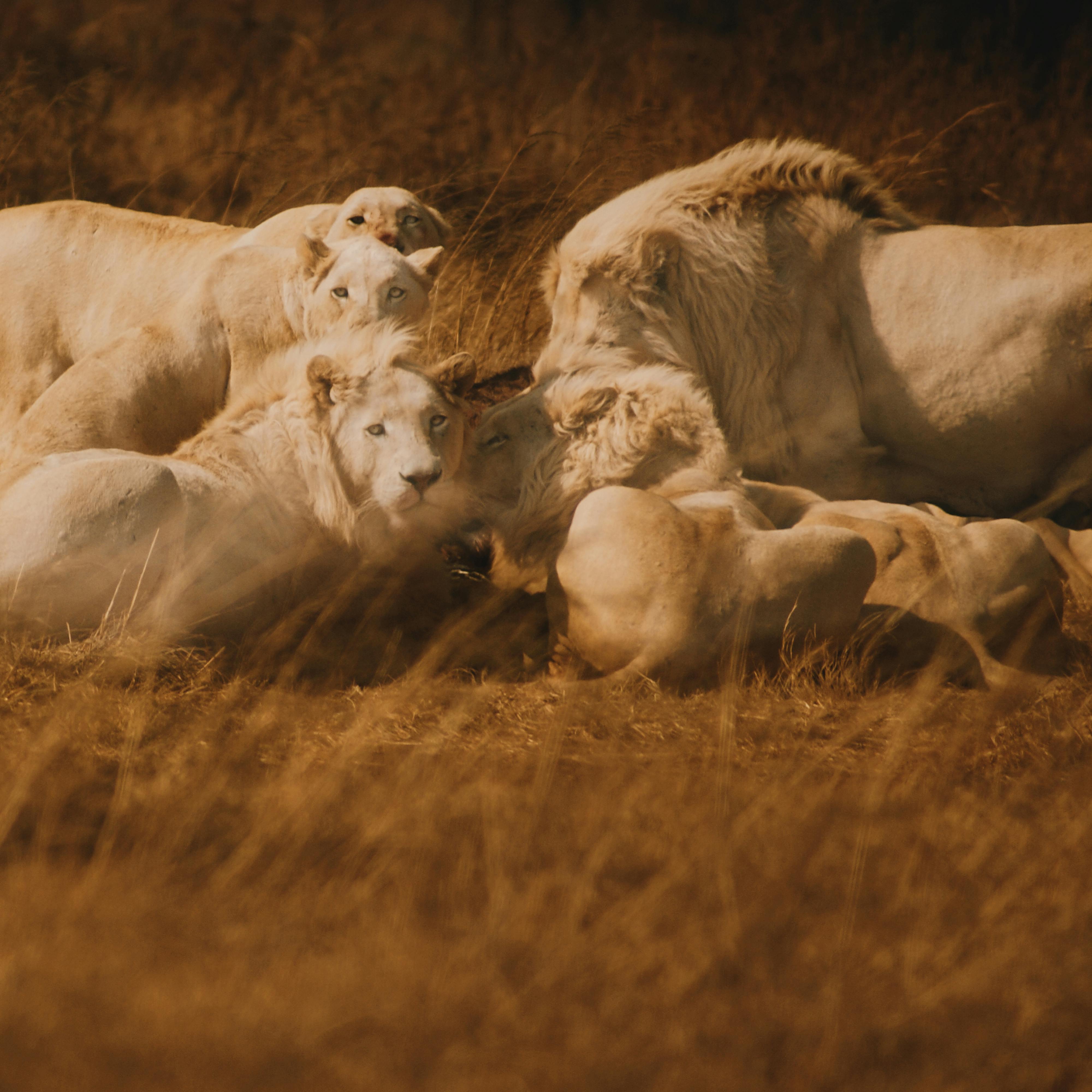 Manada De Leones Blancos Descansando En La Naturaleza Sudafricana ...