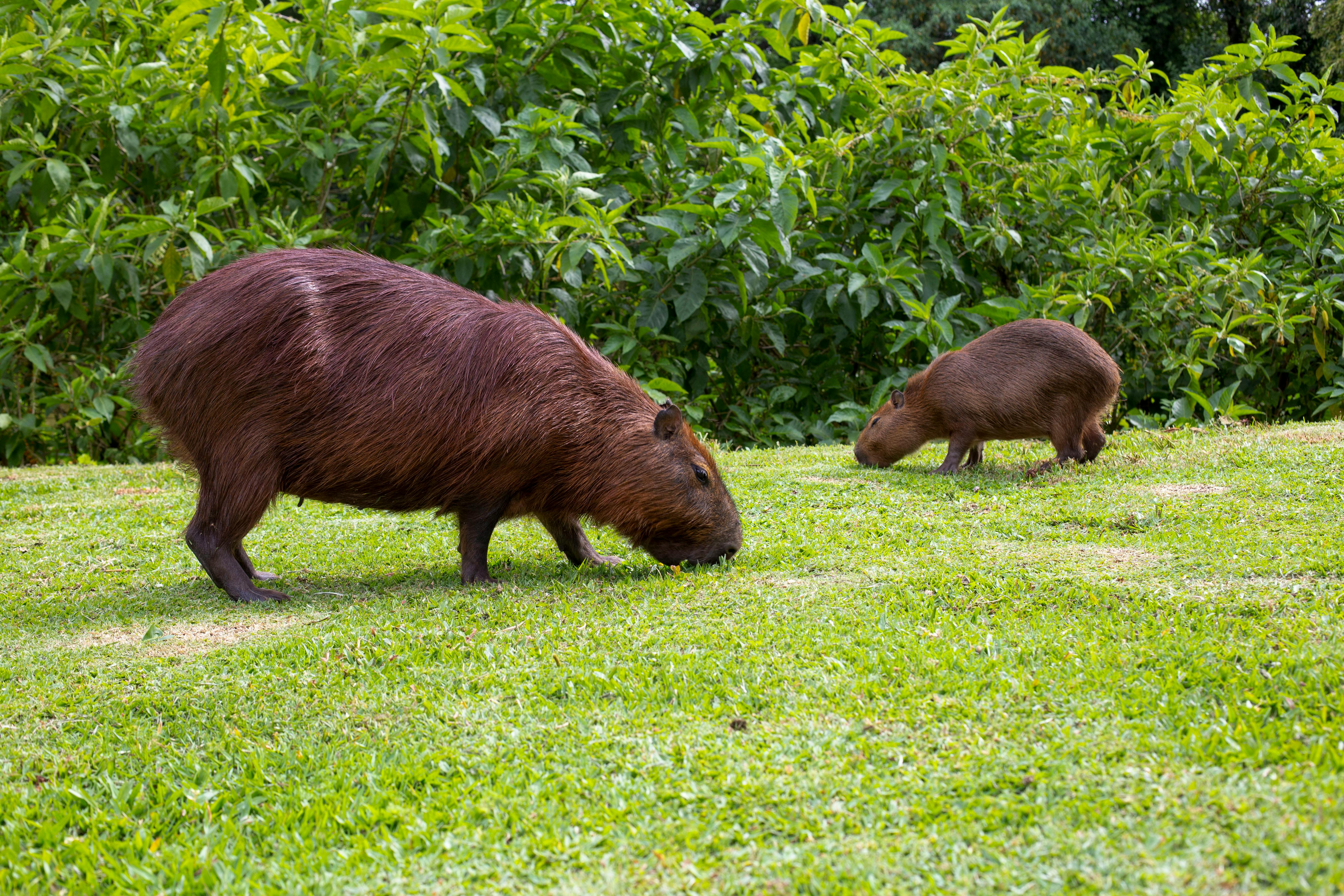 Capivara Mãe E Filhote · Foto profissional gratuita