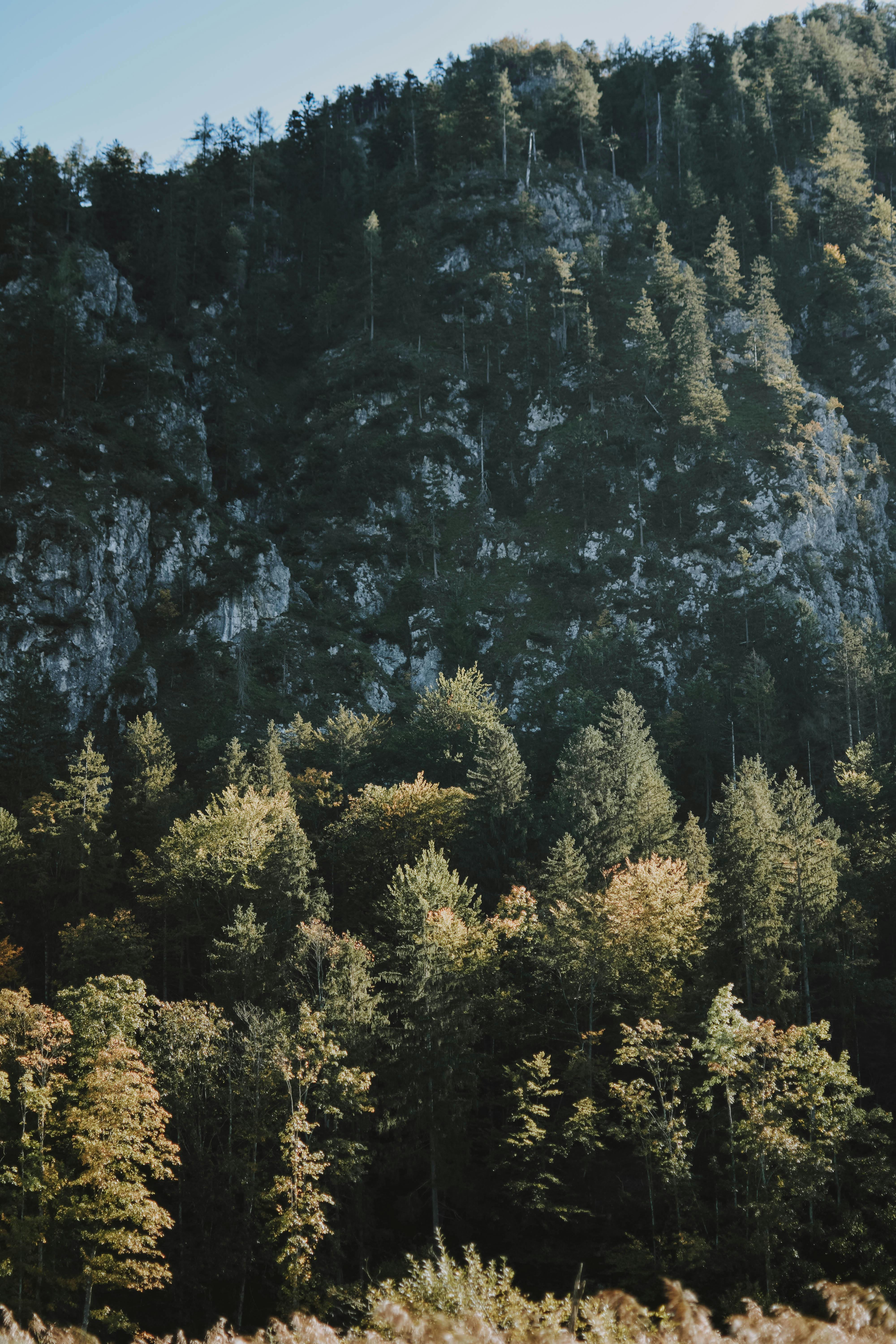 Green Pine Trees Mountain Scnery · Free Stock Photo