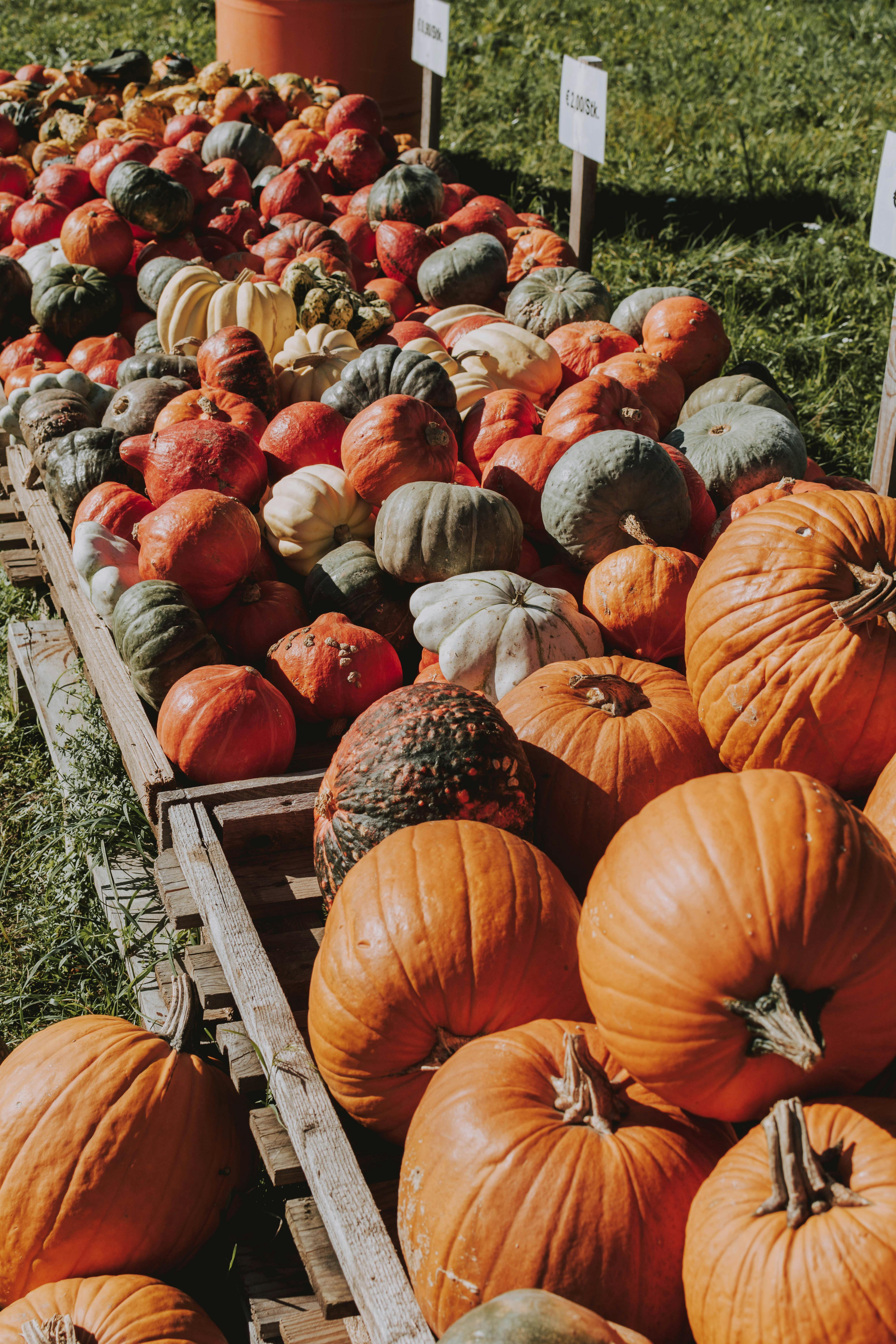 Assorted farm pumpkins in wooden containers · Free Stock Photo