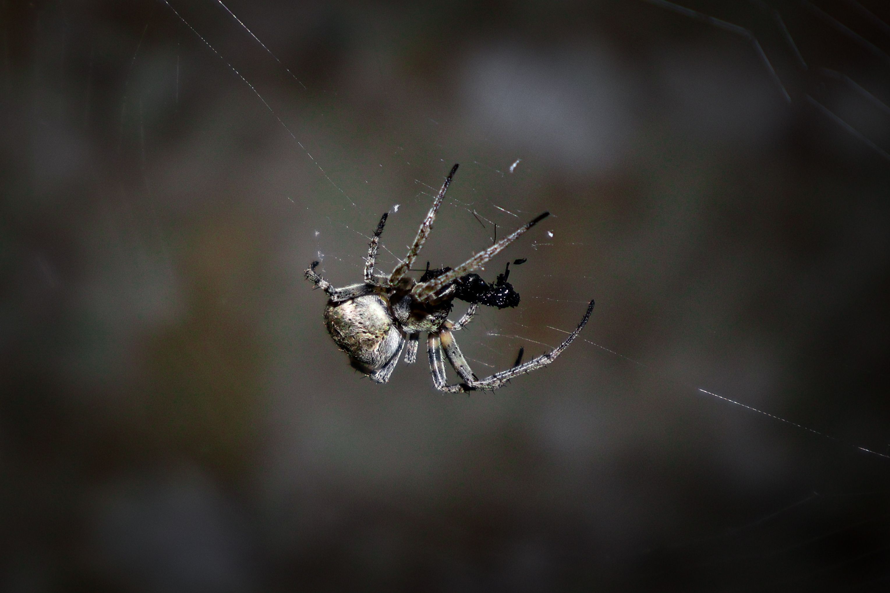 Macro Shot of Spider on Its Web in Colombia · Free Stock Photo