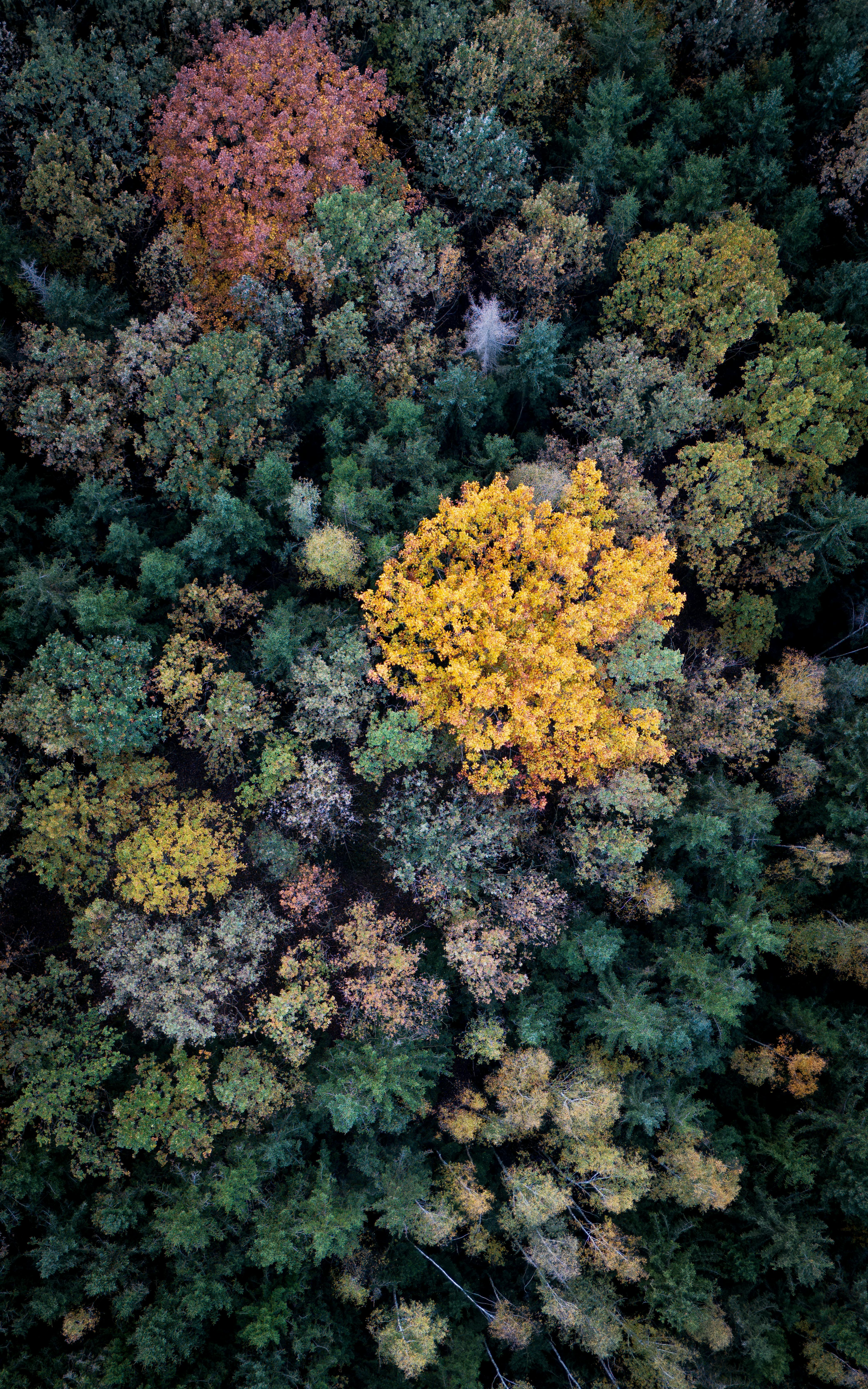 Aerial Canopy Photos, Download The BEST Free Aerial Canopy Stock Photos ...