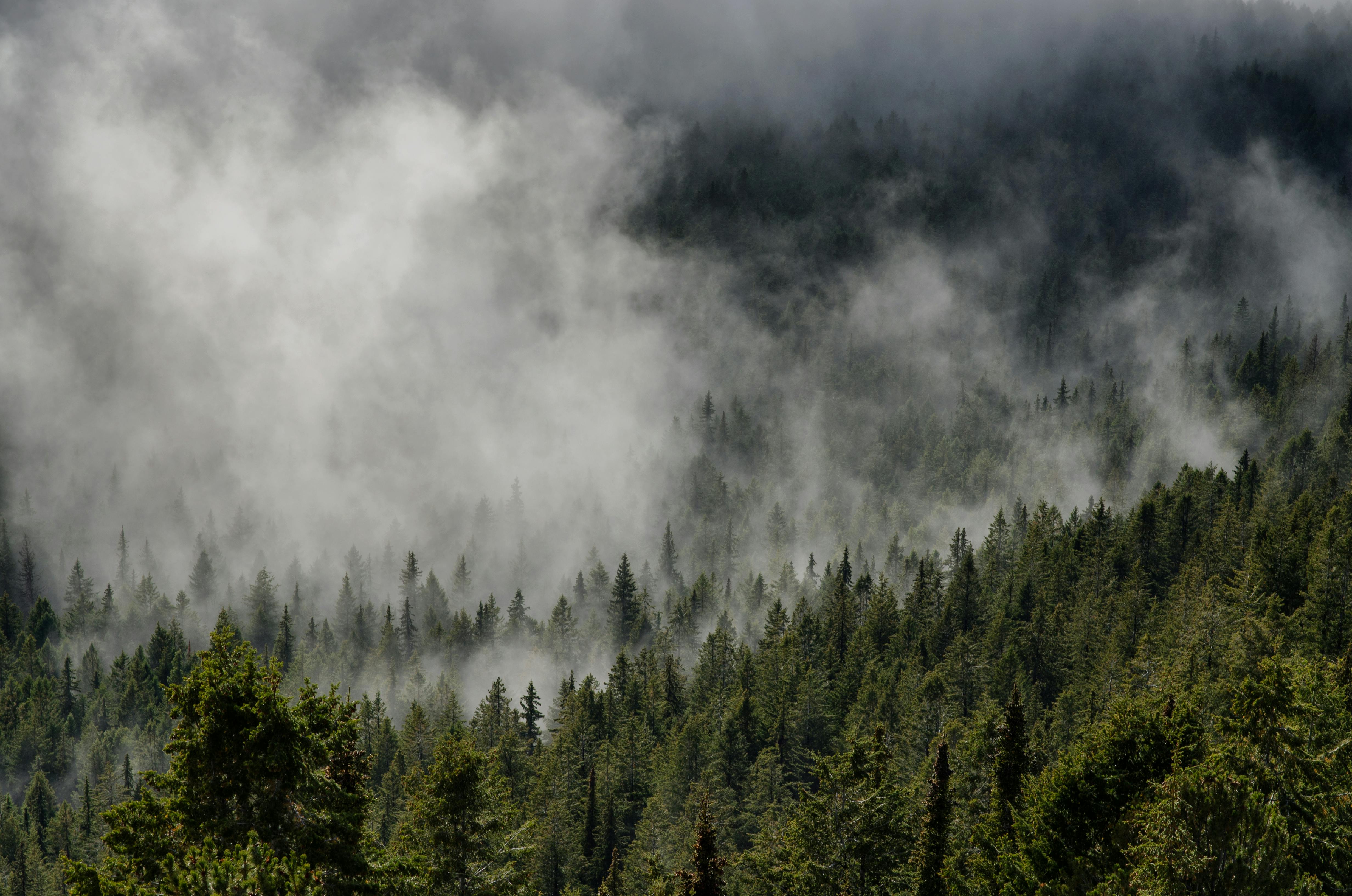 Fog And Mist Background Photos, Download The BEST Free Fog And Mist ...