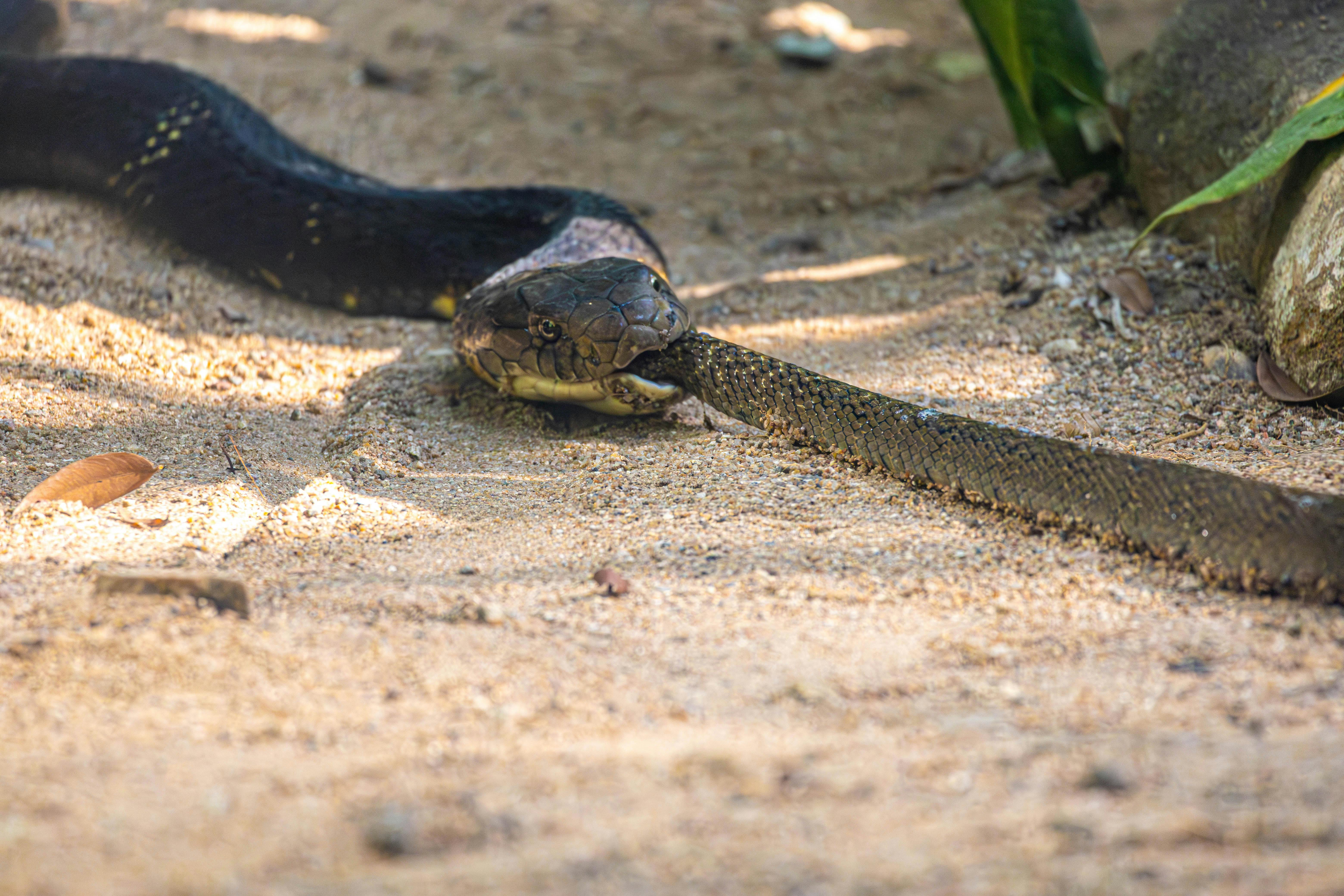 King Cobra Eating Prey on Sandy Ground · Free Stock Photo