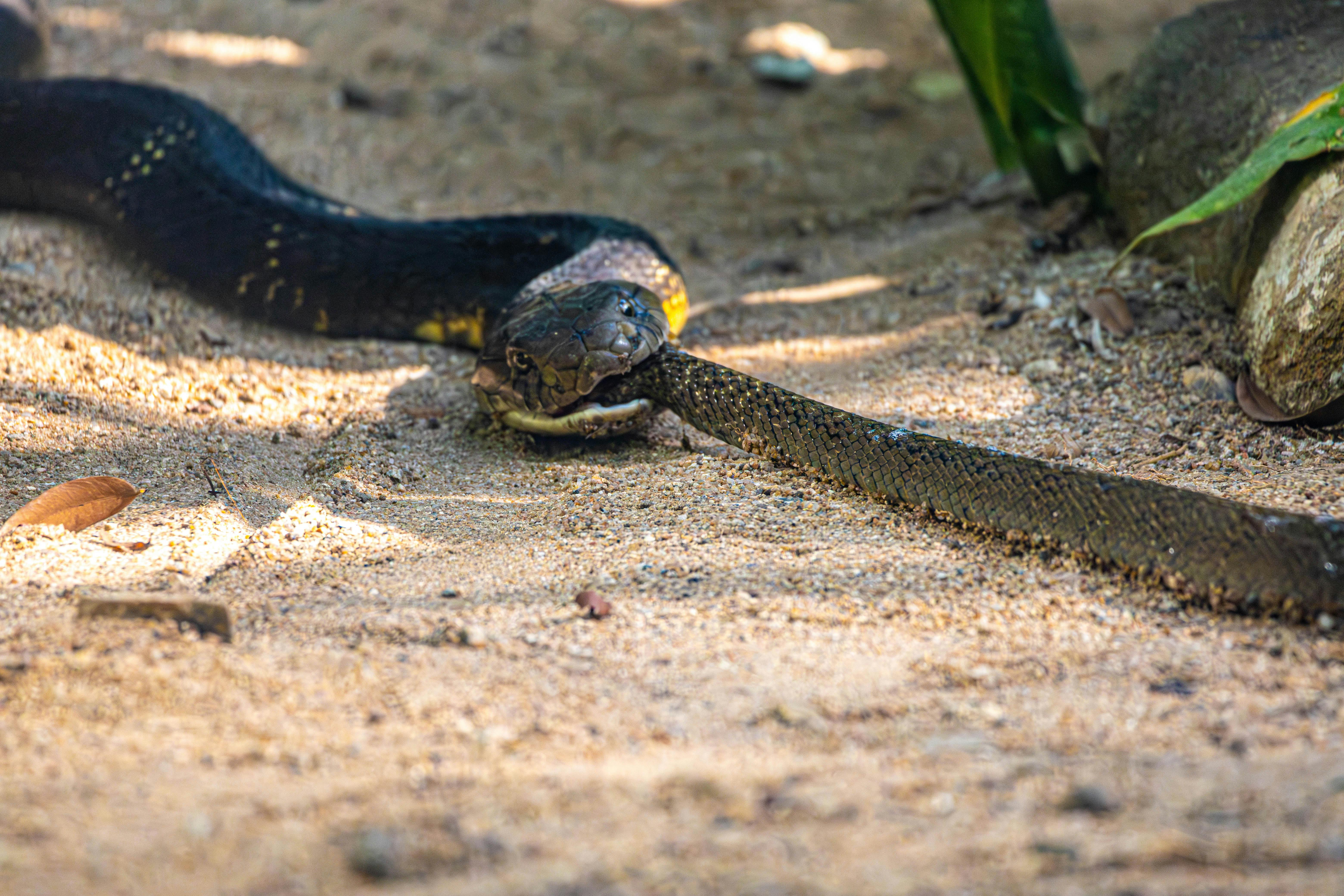 Snake Sticks Photos, Download The BEST Free Snake Sticks Stock Photos ...