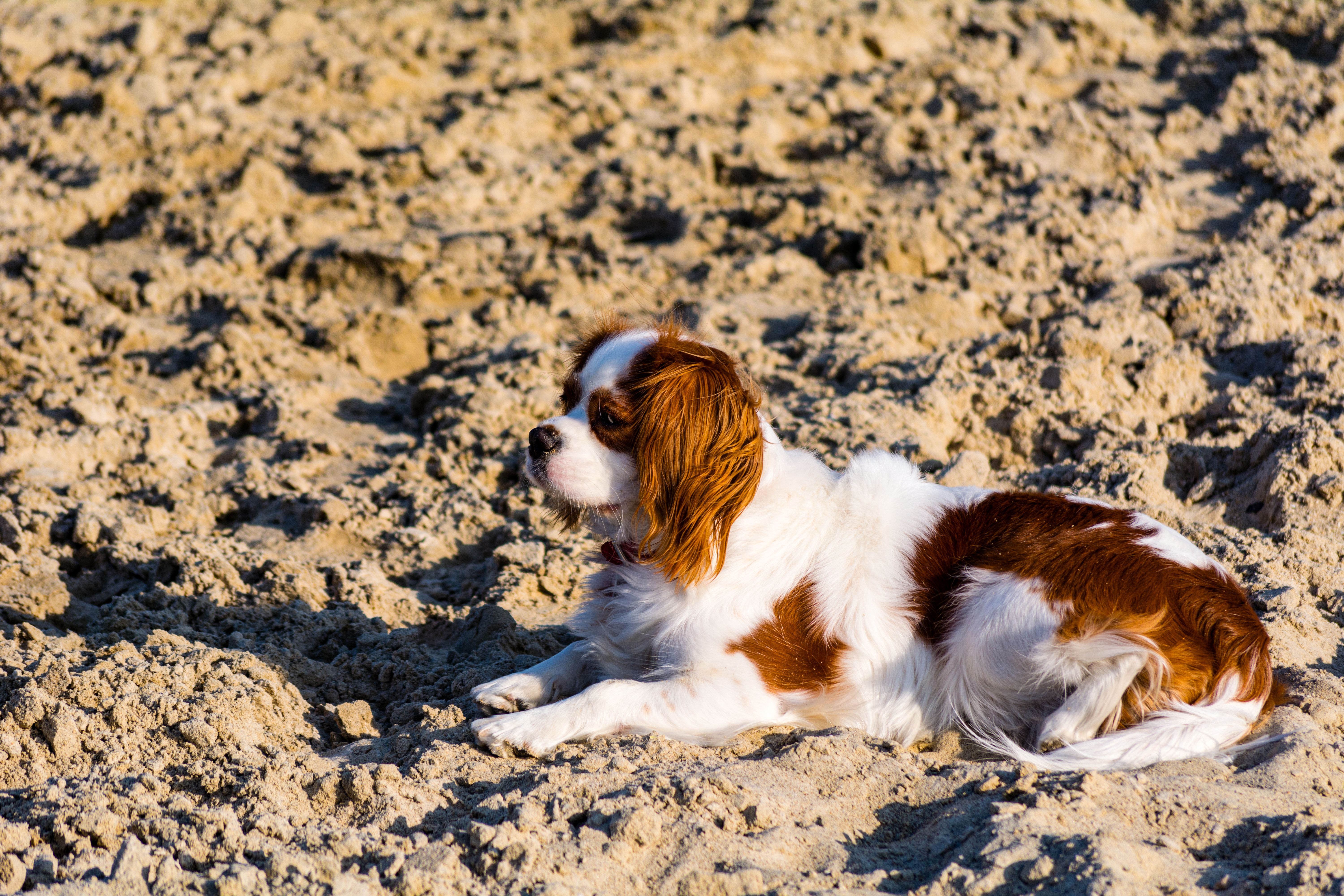 Nature Pet Background Photos, Download The BEST Free Nature Pet ...