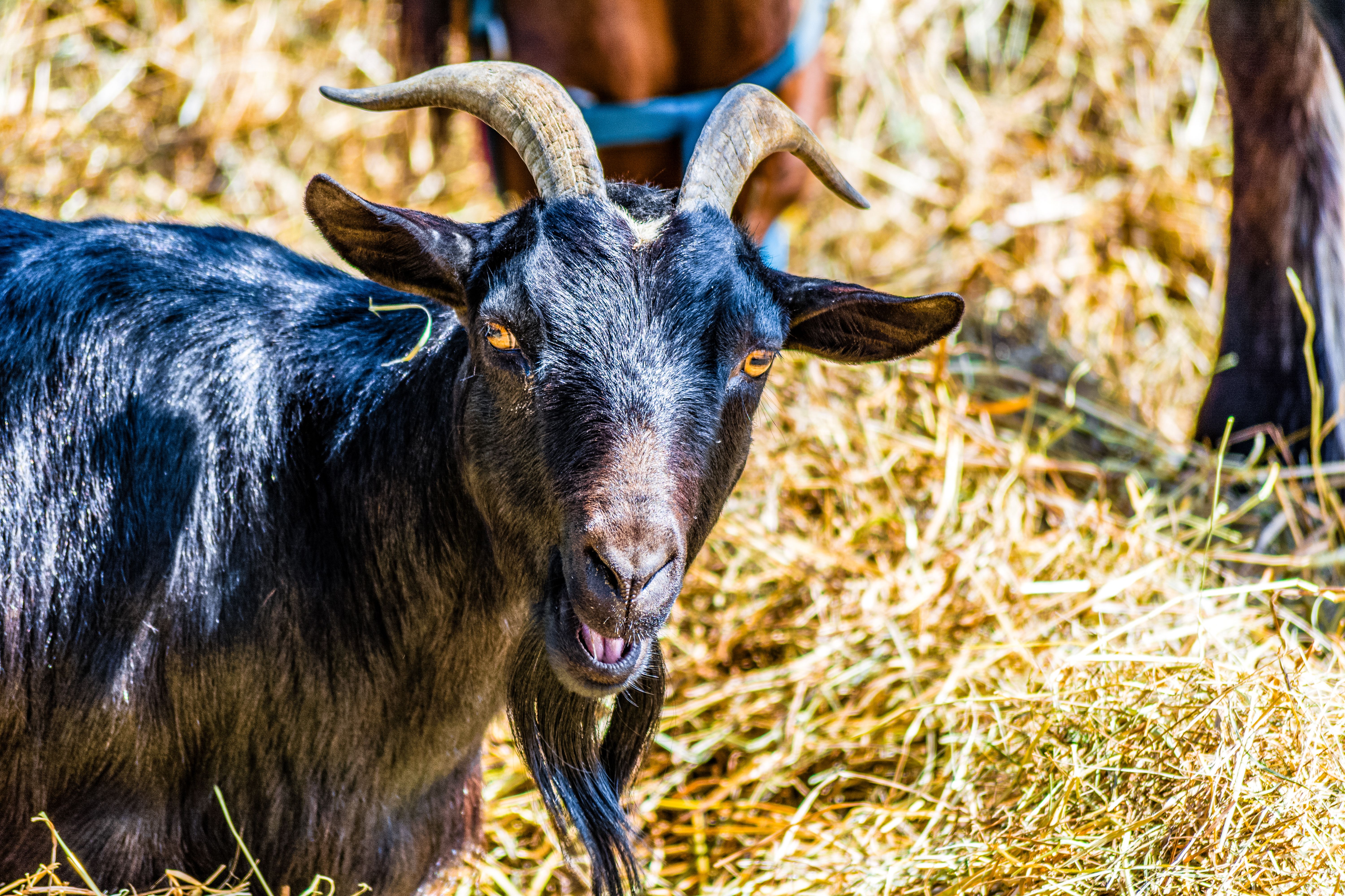 Black Goat in Sunny Pasture in Piran, Slovenia · Free Stock Photo