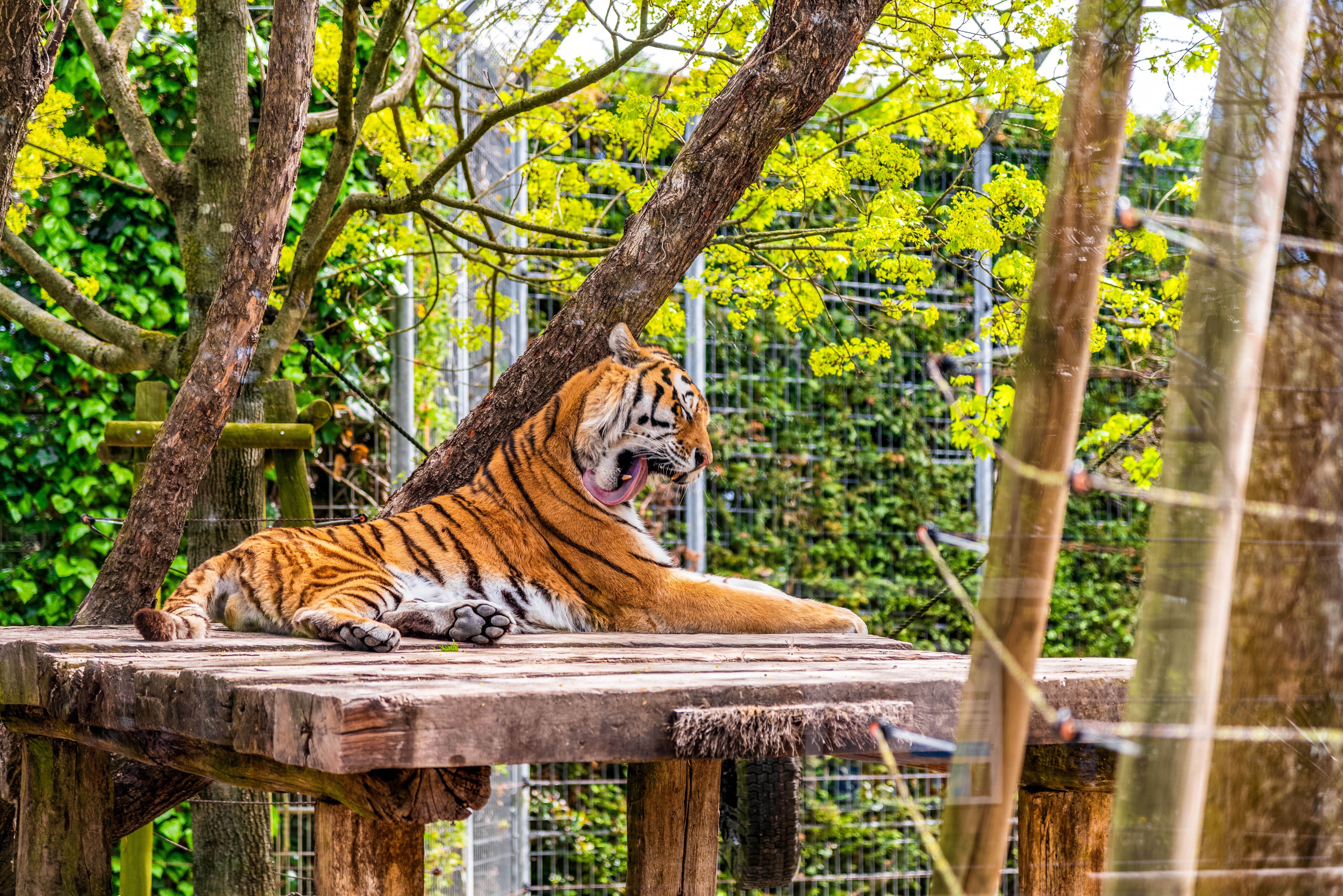 Majestic Tiger Resting on Platform in Zoo · Free Stock Photo