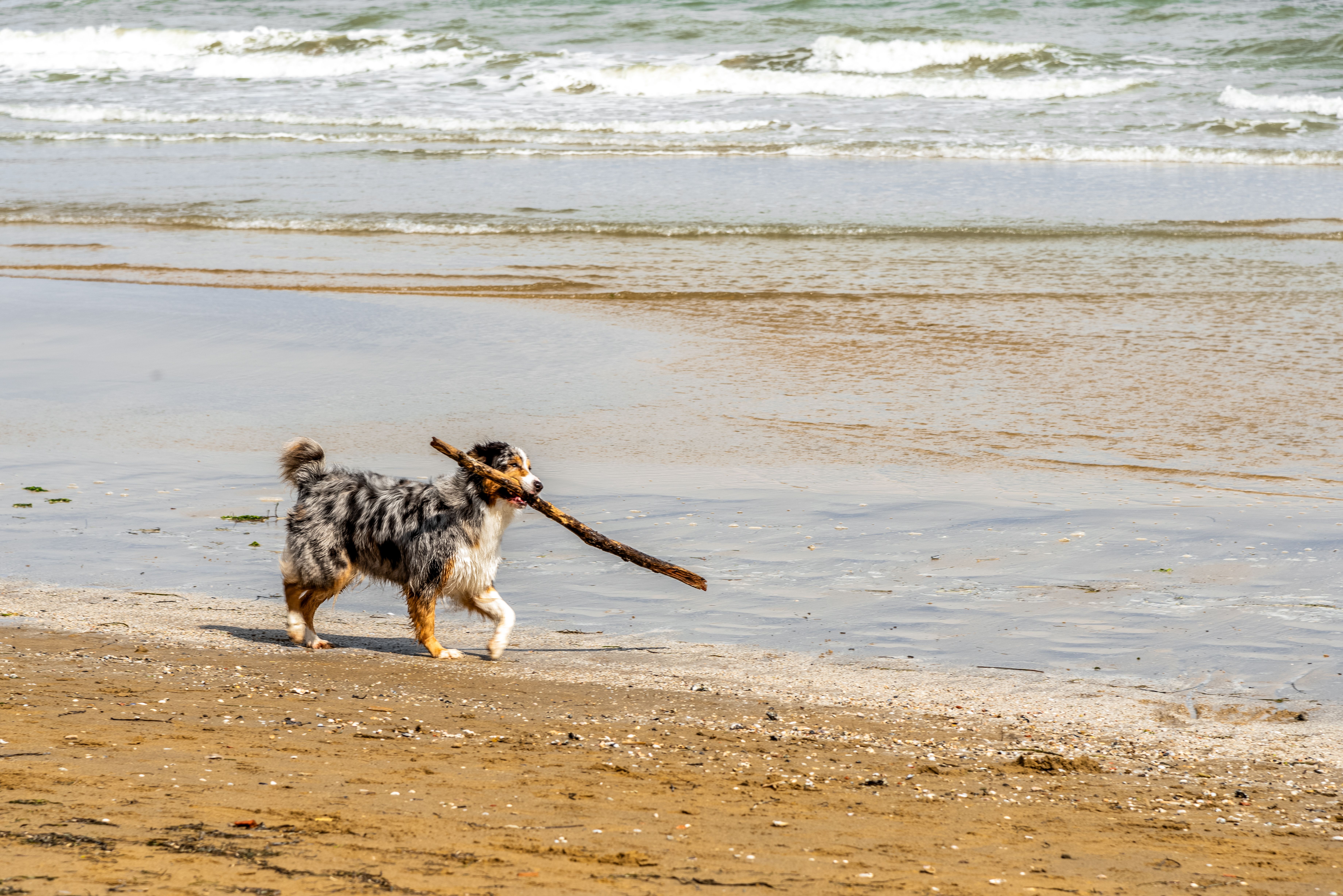 Australian Shepherd Playing on Italian Beach · Free Stock Photo