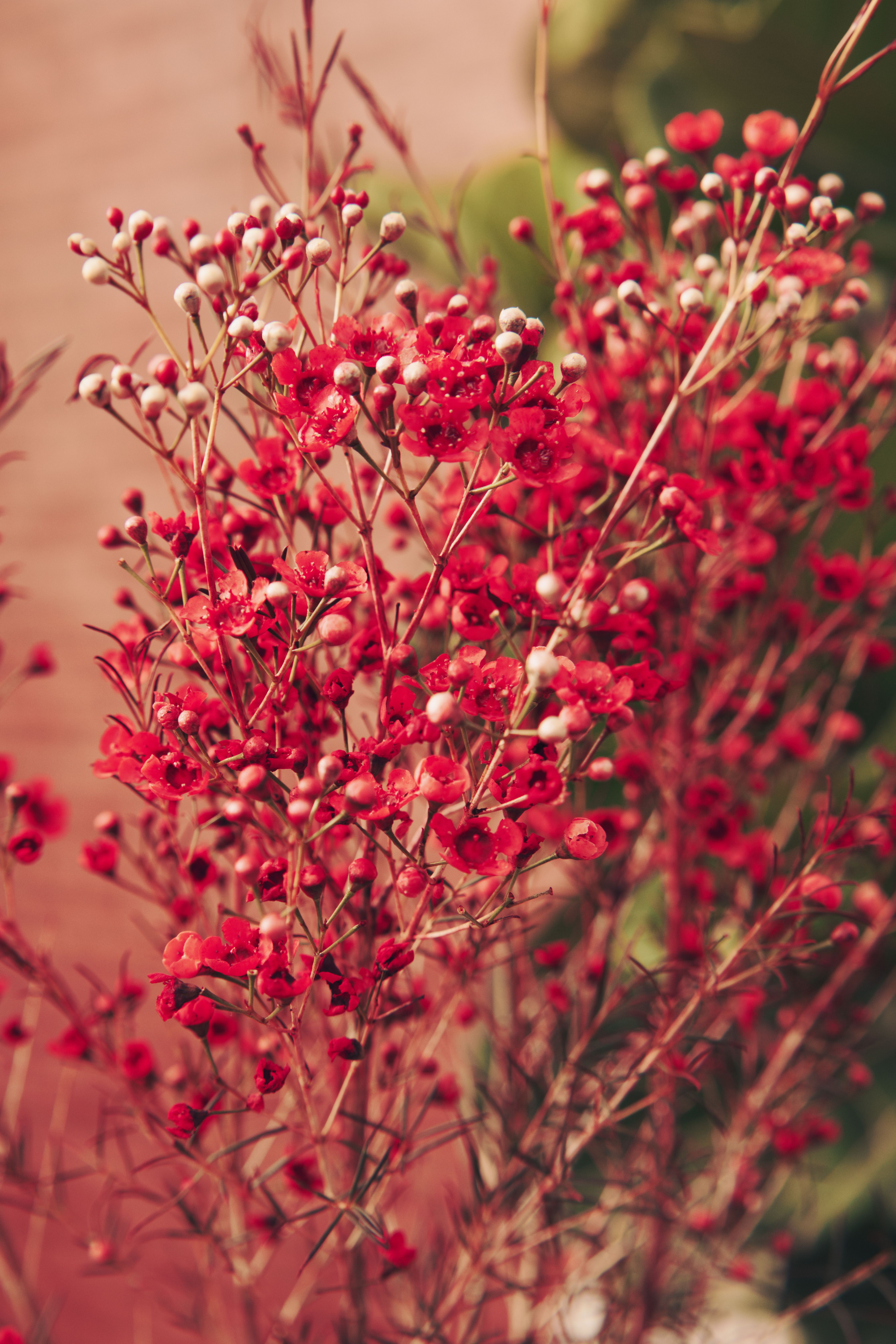 Vibrant Red Baby's Breath Flowers in Soft Focus · Free Stock Photo