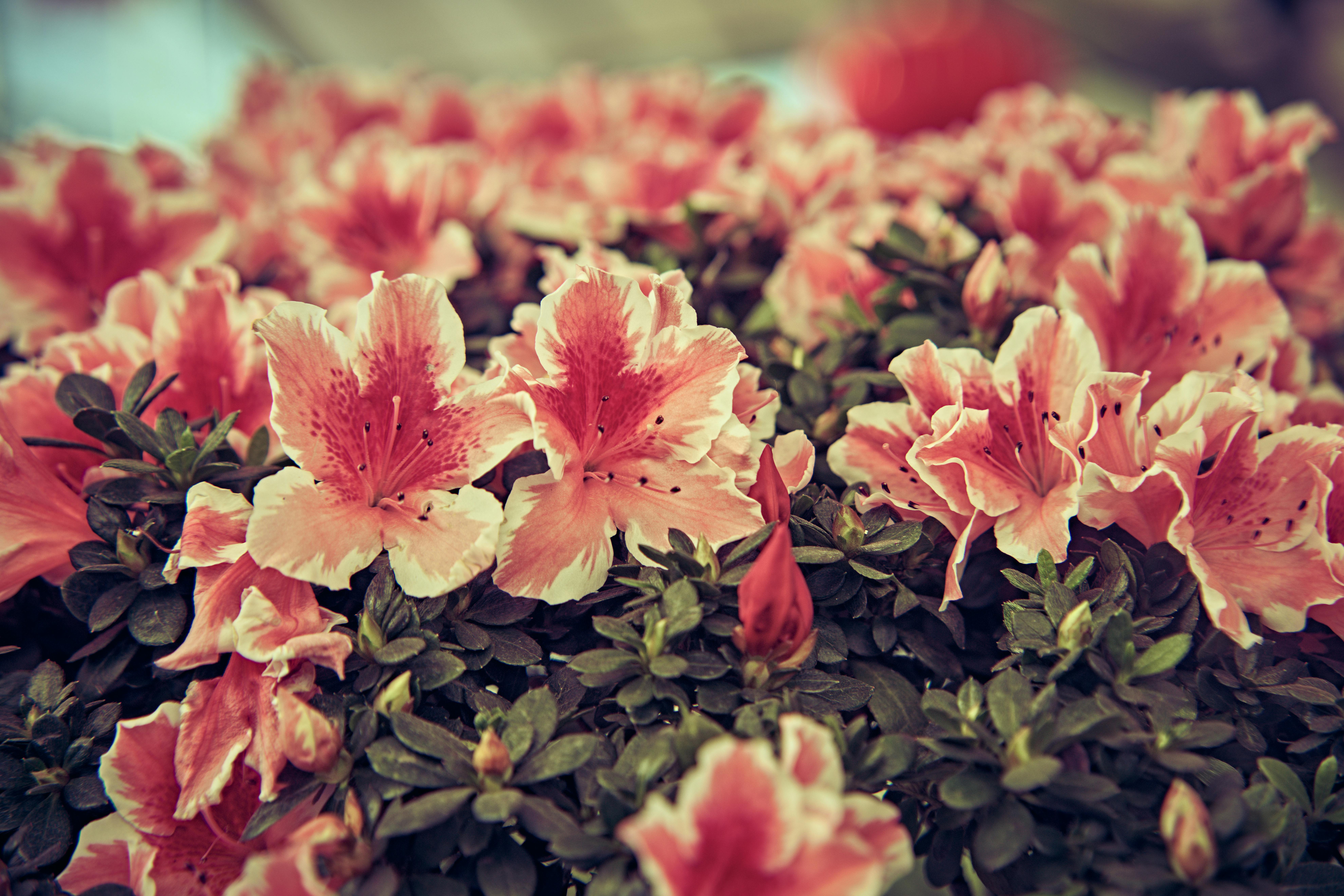 Beautiful Blooming Azalea Flowers in Garden · Free Stock Photo