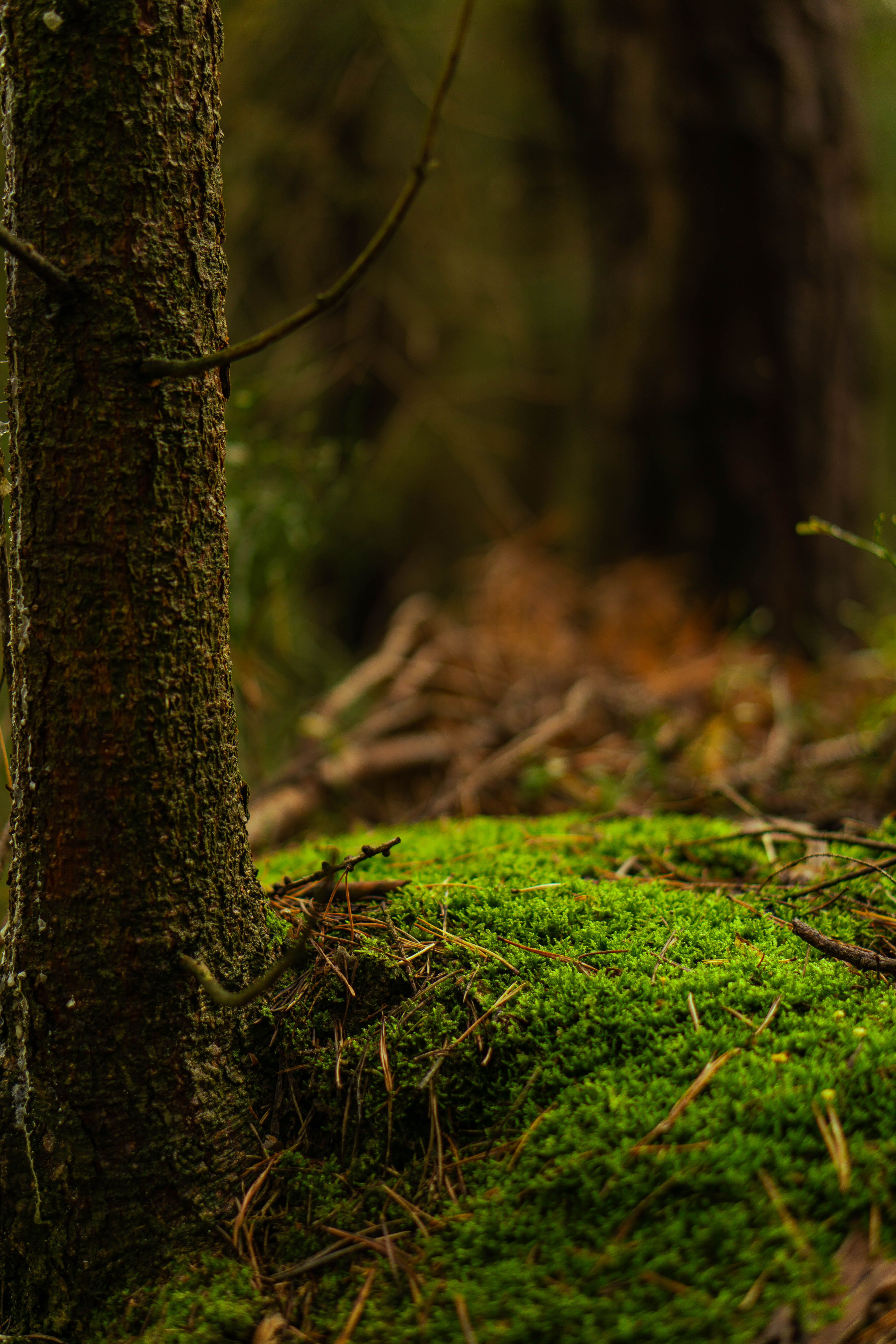Suelo De Bosque Tranquilo Con Musgo Y árboles · Foto de stock gratuita