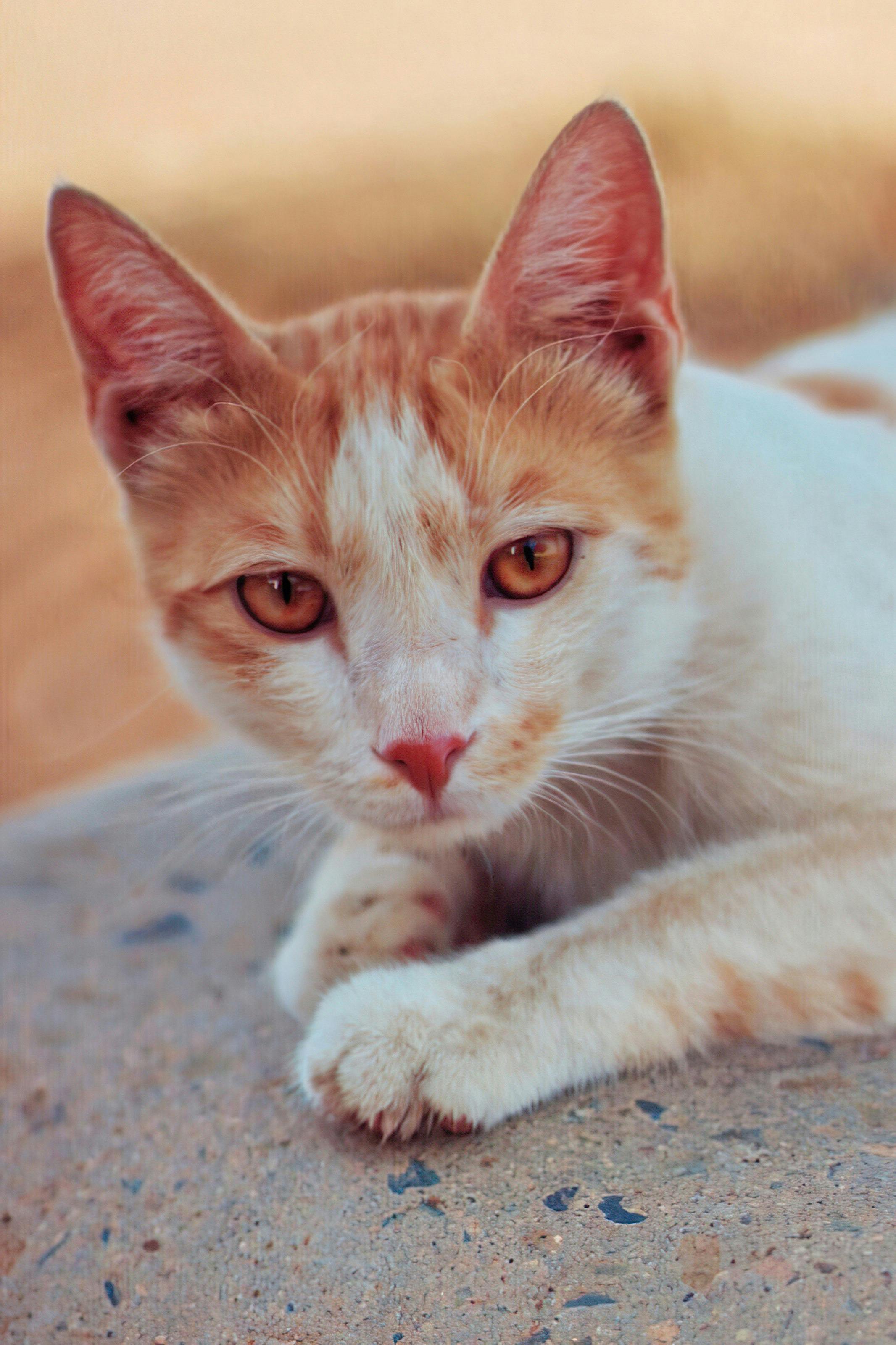 Kitty Chop Crime Scene Investigation Photos, Download The BEST Free ...