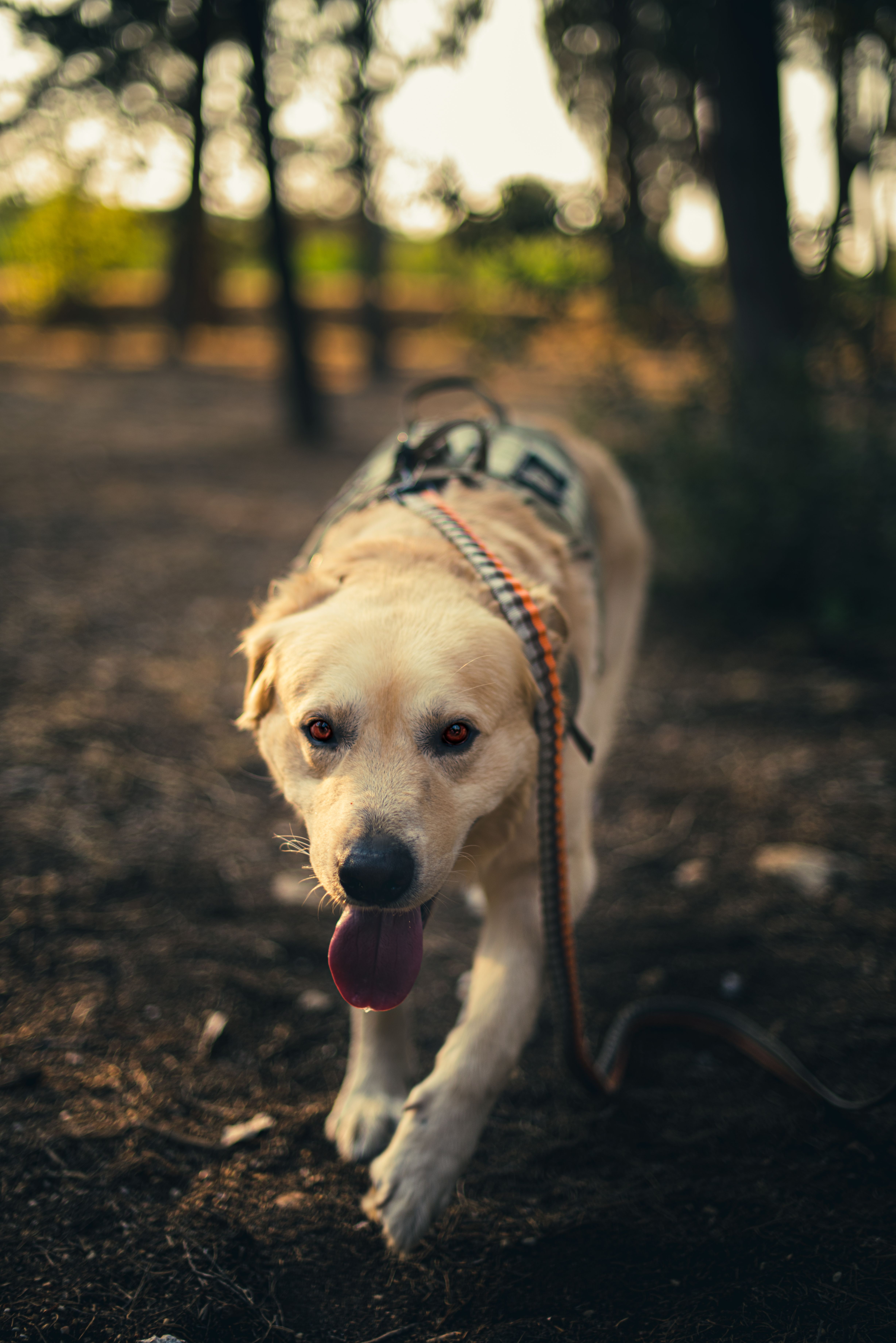 Someone Walking In A Park Photos, Download The BEST Free Someone ...