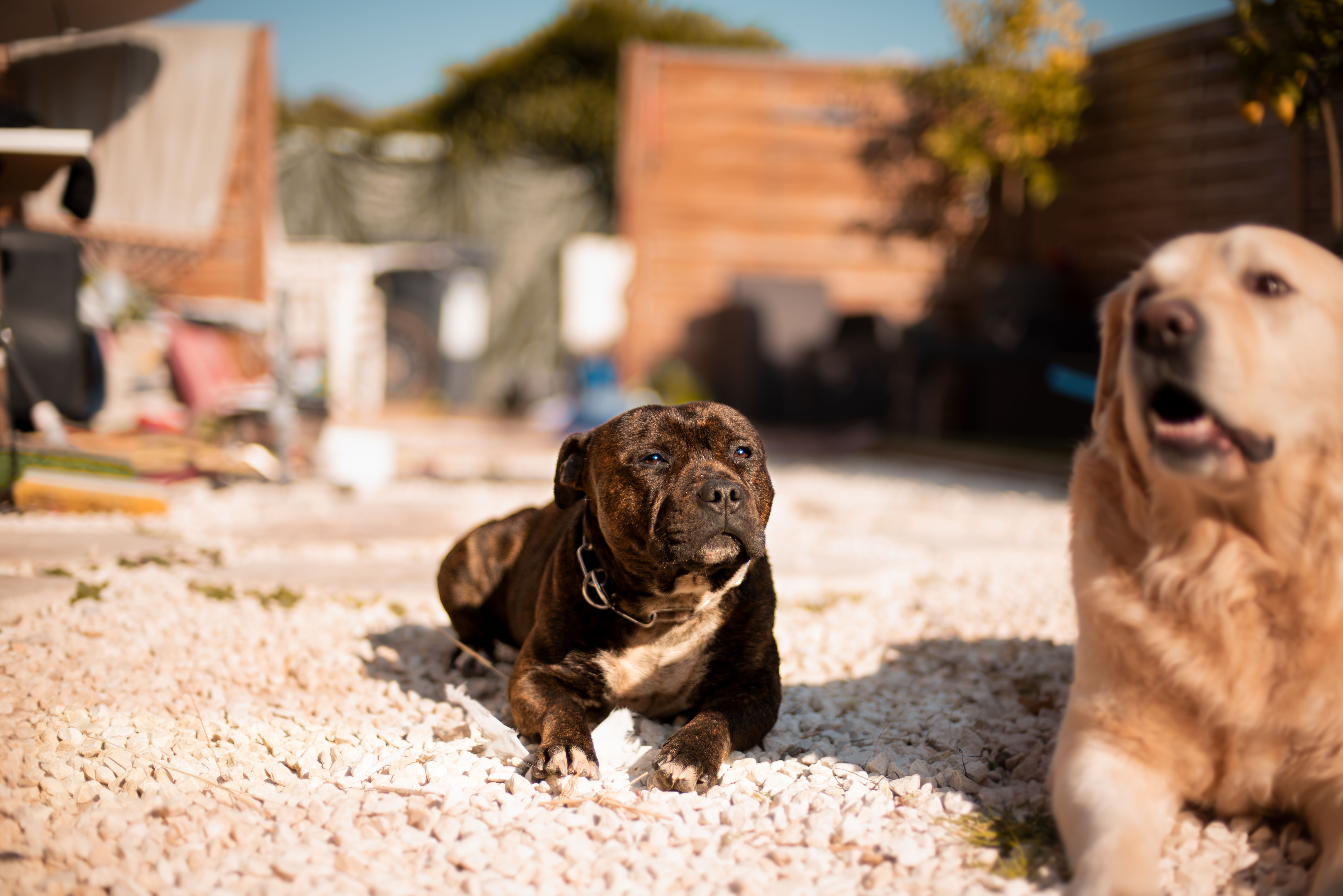 Two Dogs Relaxing Outdoors on a Sunny Day · Free Stock Photo