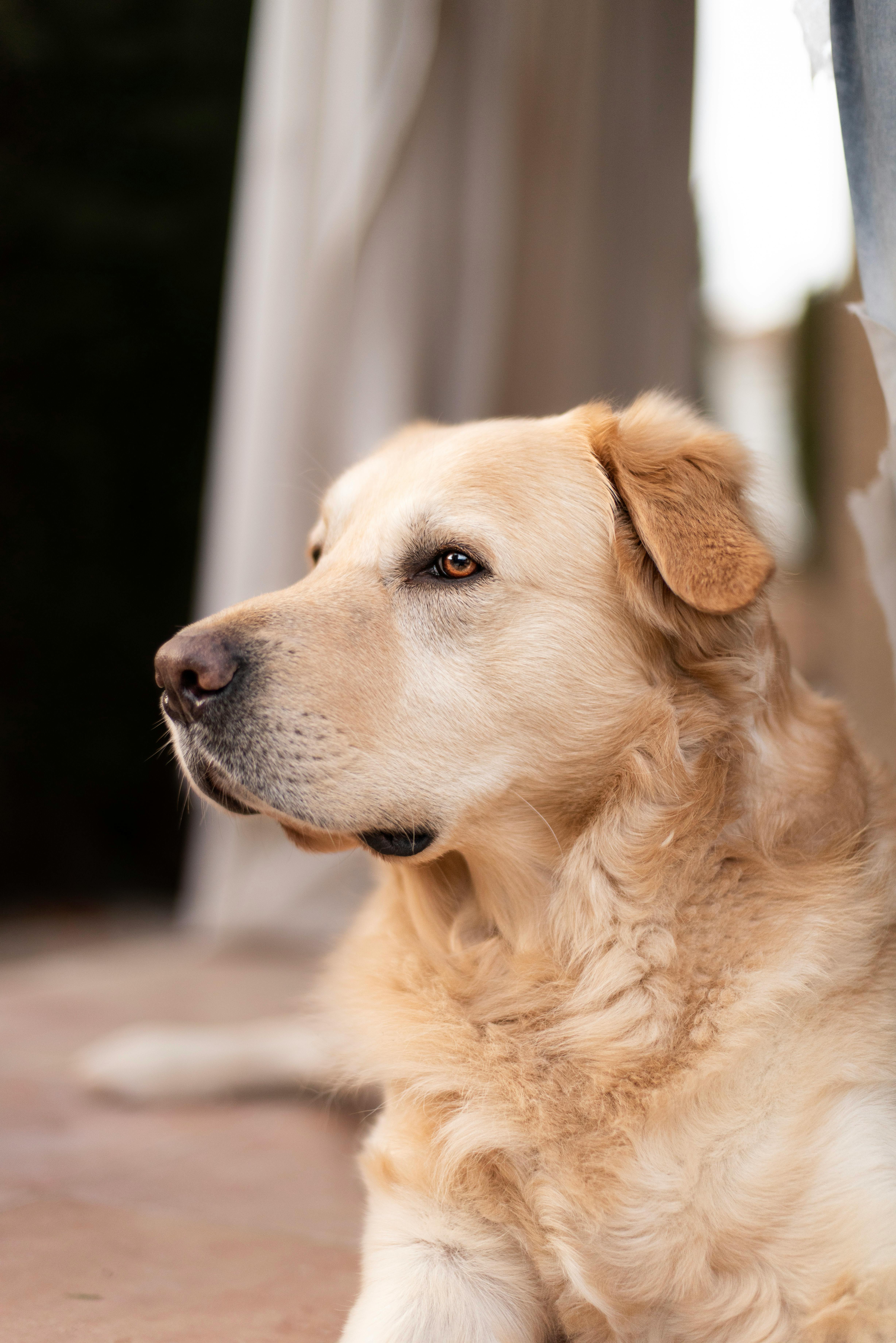 Loyal Companion Photos, Download The BEST Free Loyal Companion Stock ...