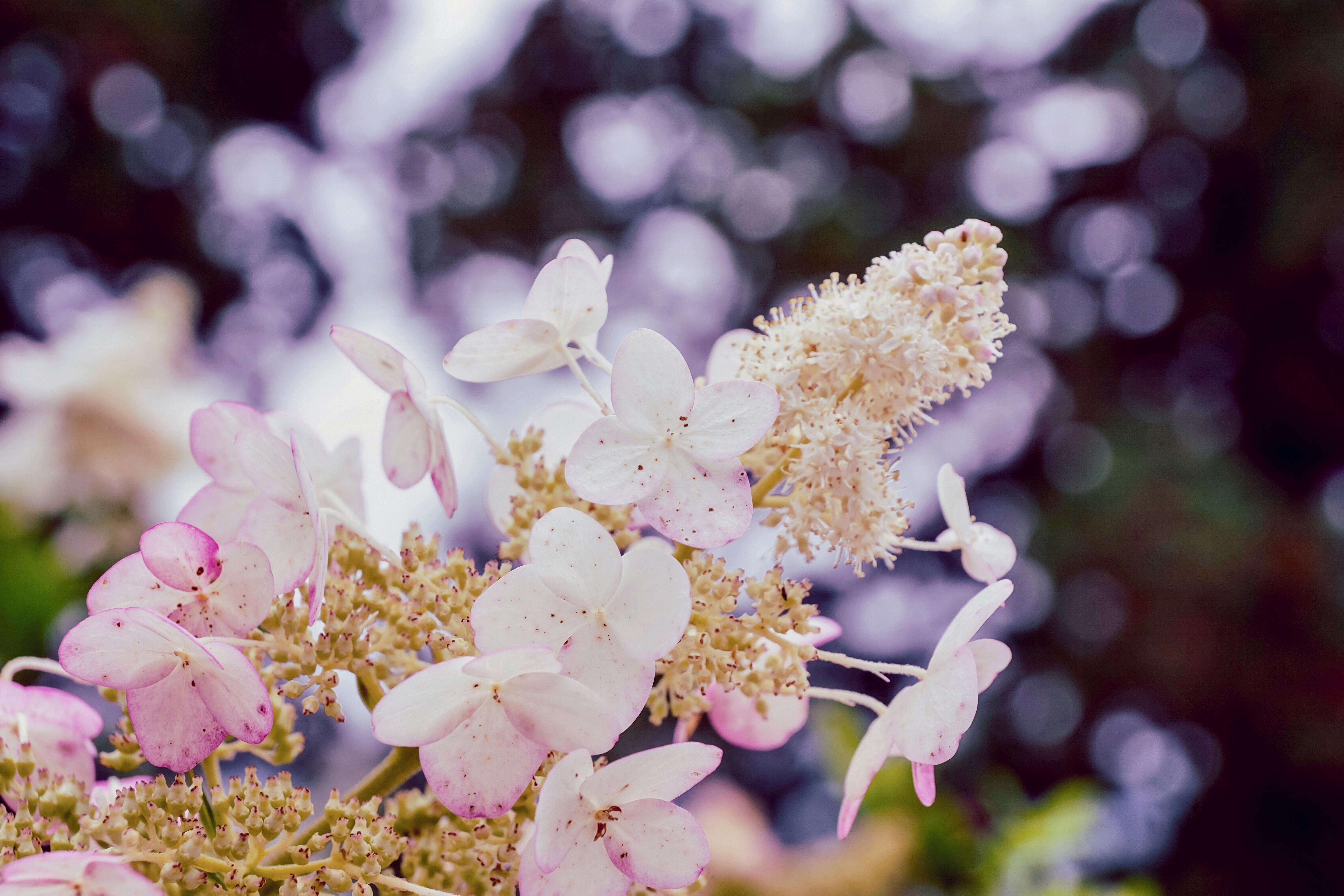 10+ Amazing Hydrangea Photos Pexels · Free Stock Photos