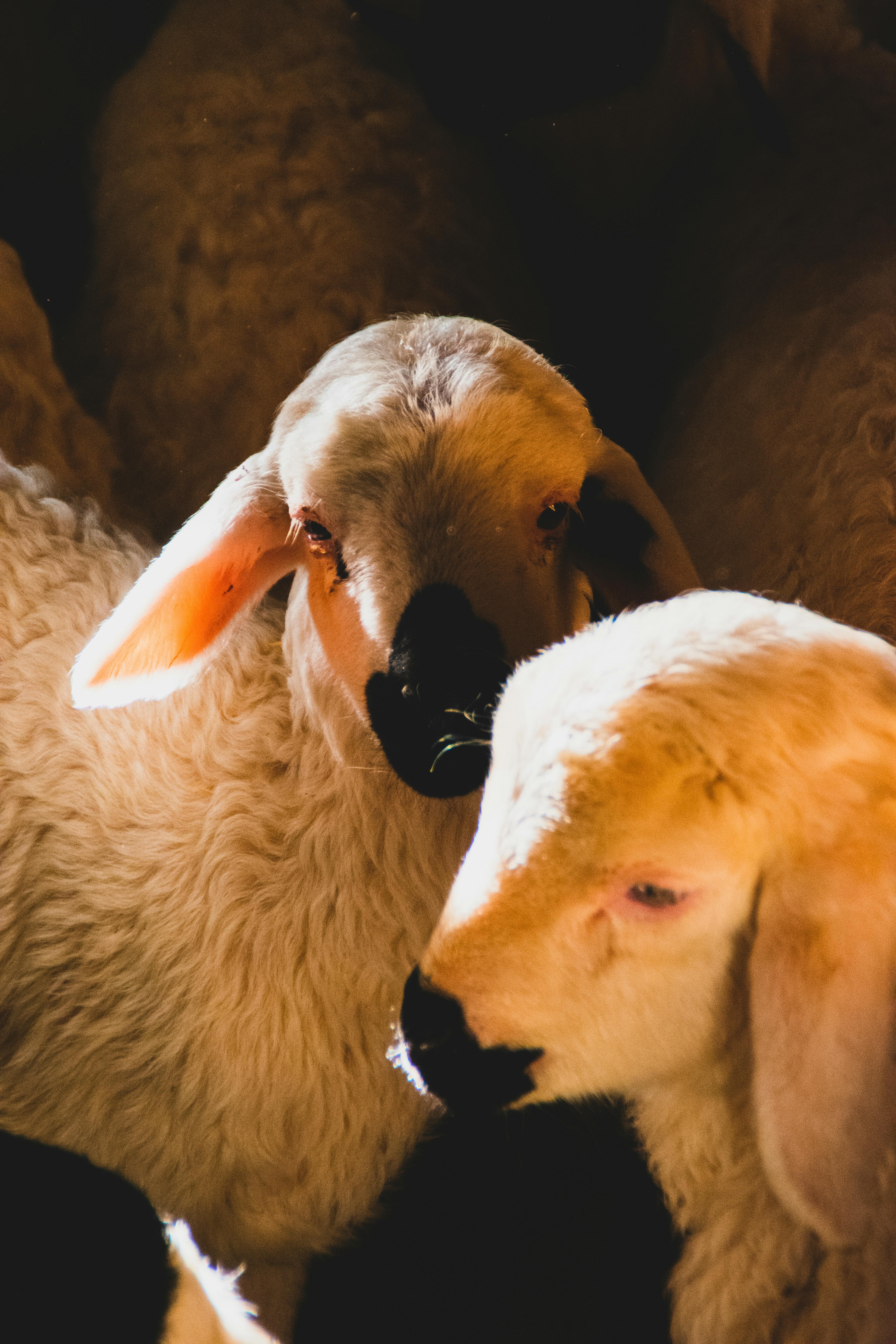 Adorable Lambs in Warm Sunlight · Free Stock Photo