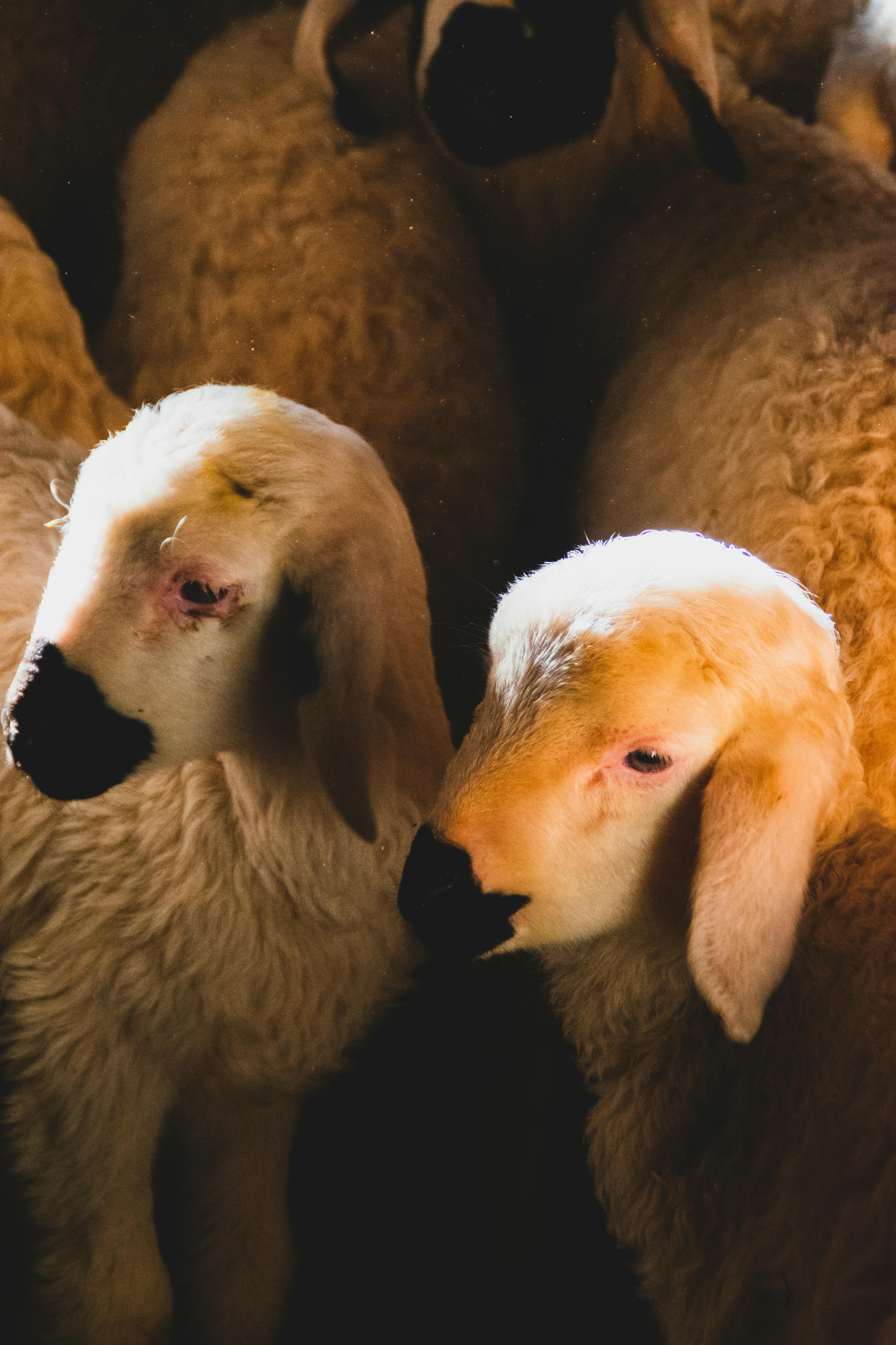 Cozy Sheep Flock in Warm Indoor Barn Lighting · Free Stock Photo