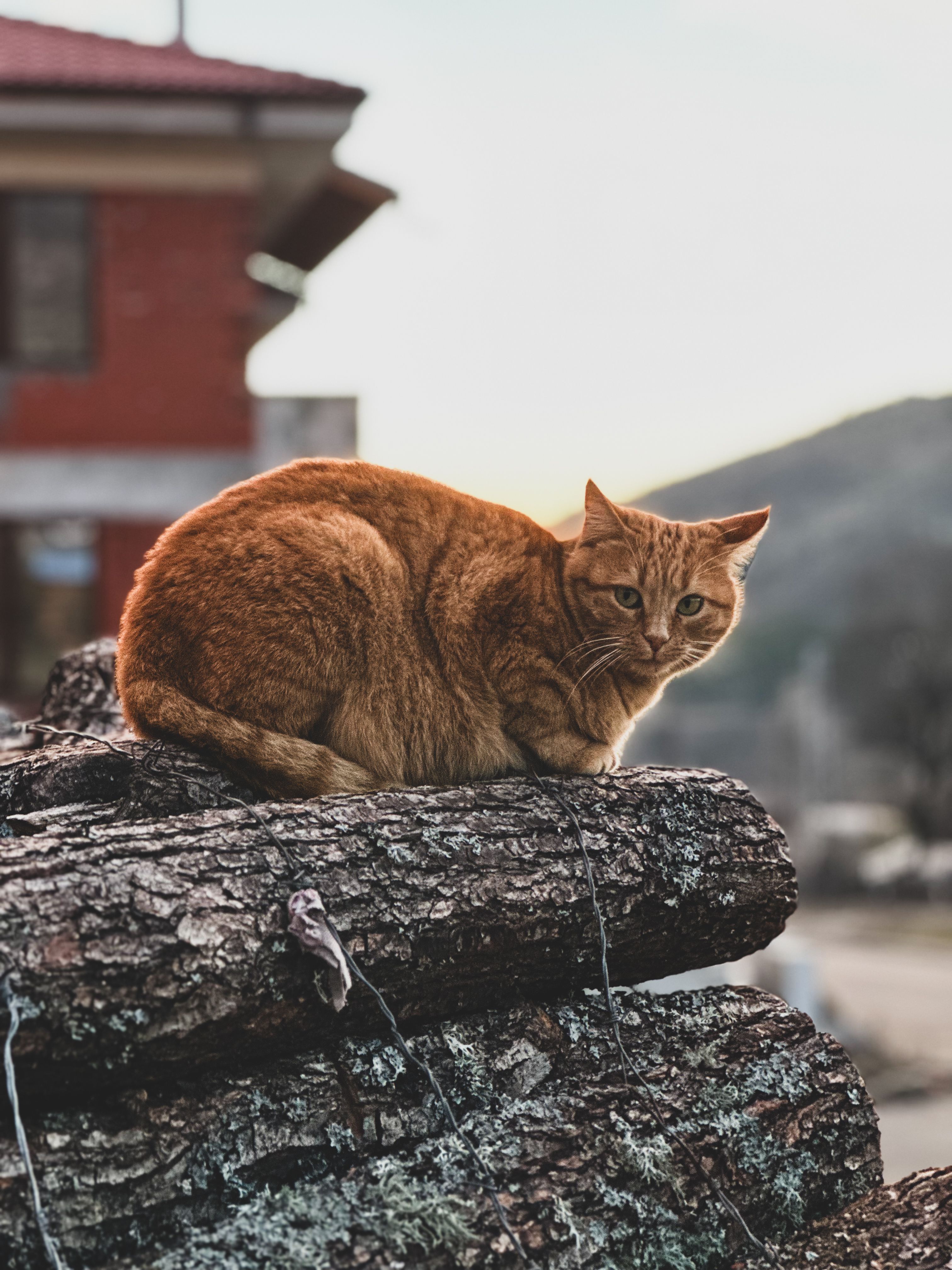 Cat On Logs Photos, Download The BEST Free Cat On Logs Stock Photos ...
