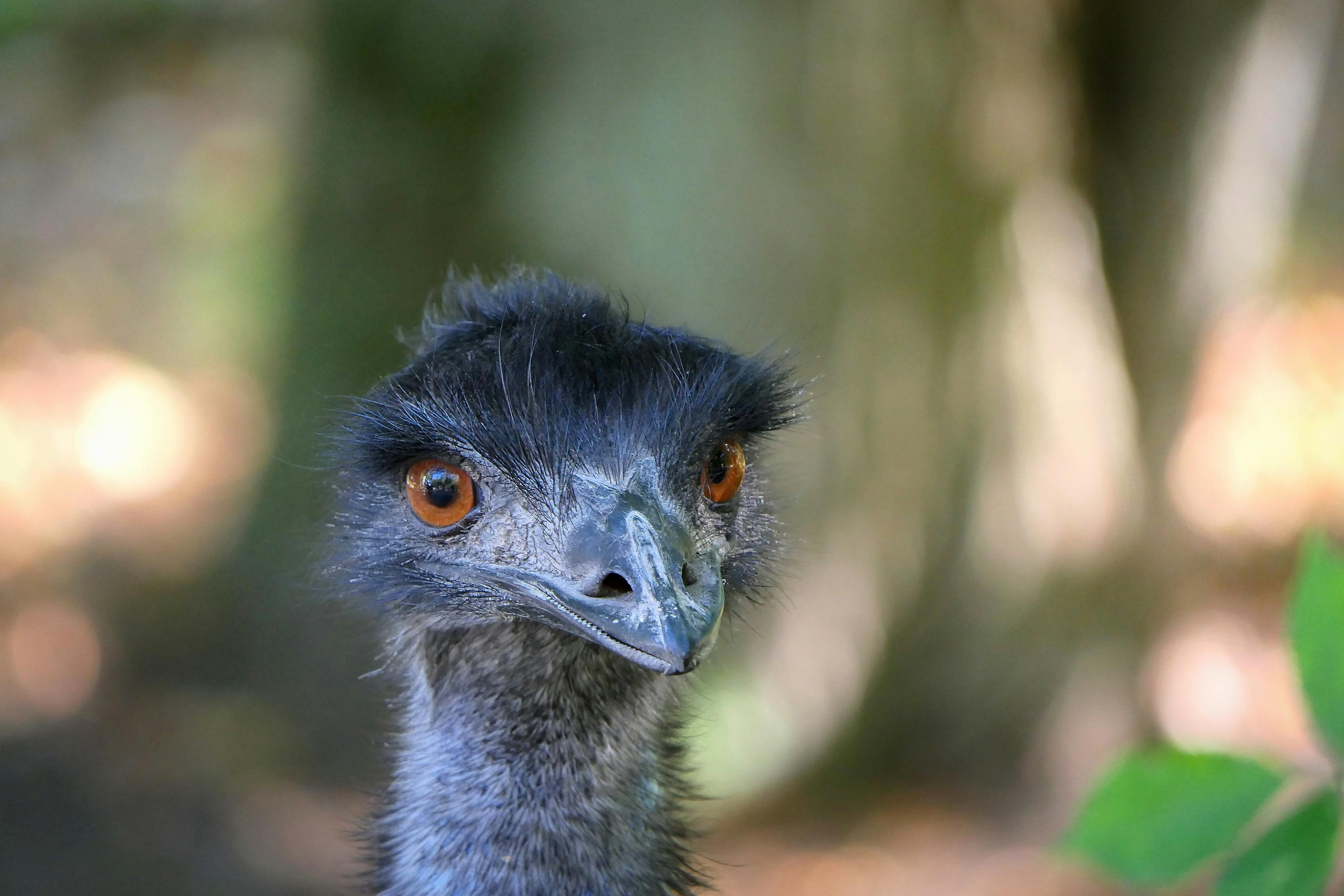 Close-up of an Emu in Natural Habitat · Free Stock Photo