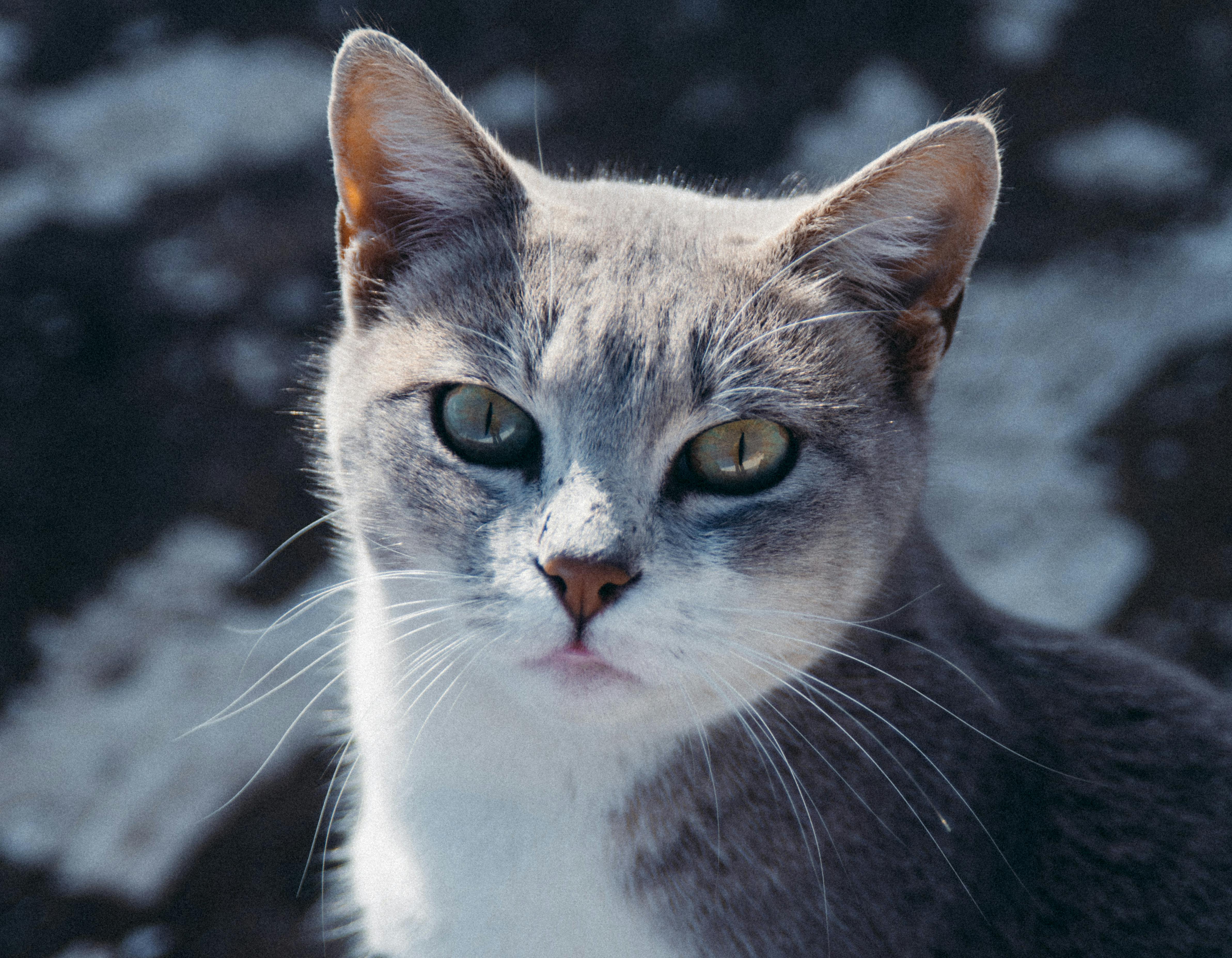 Close-up of a Grey Cat with Green Eyes · Free Stock Photo