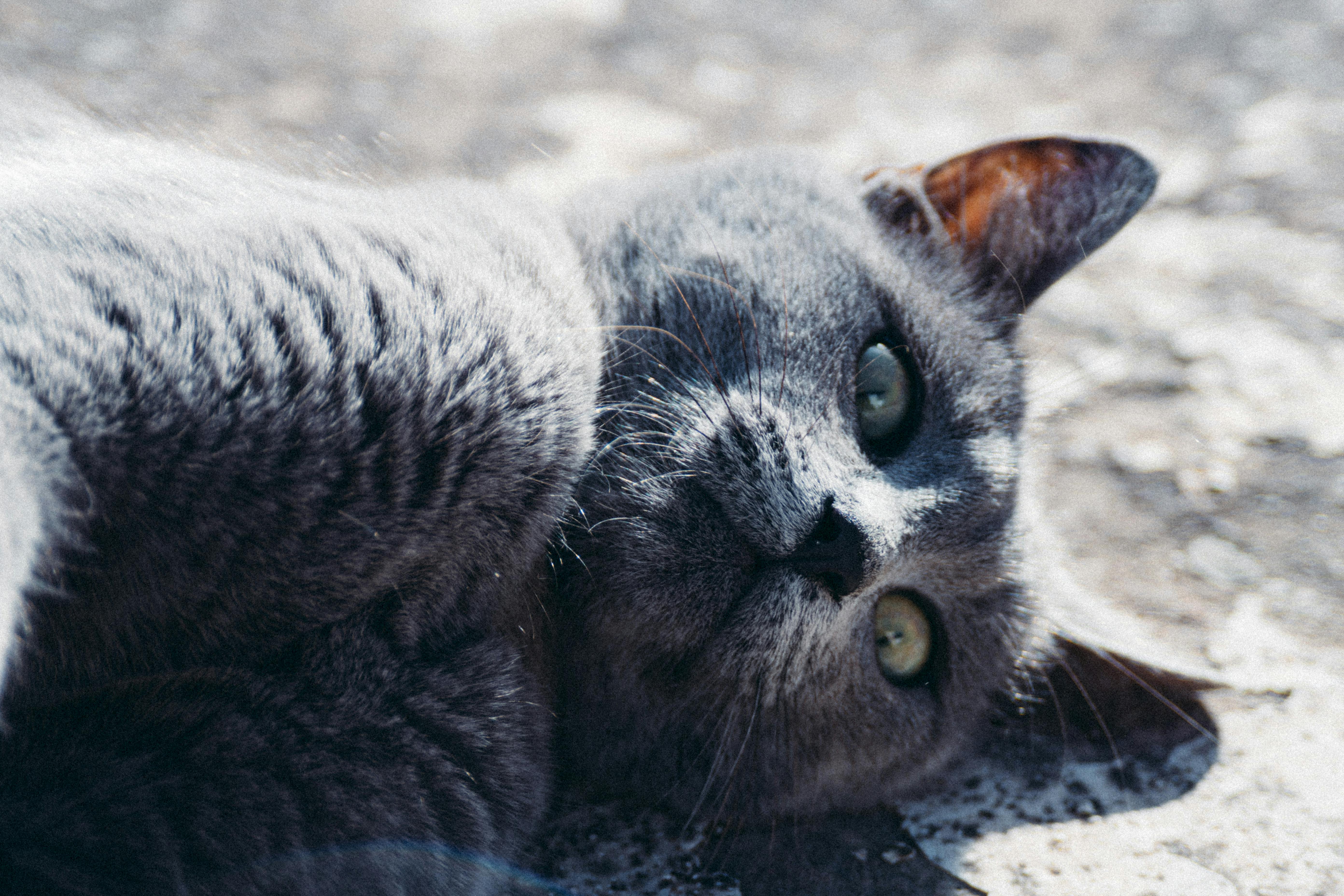 Egyptian Mau Cats Photos, Download The BEST Free Egyptian Mau Cats ...