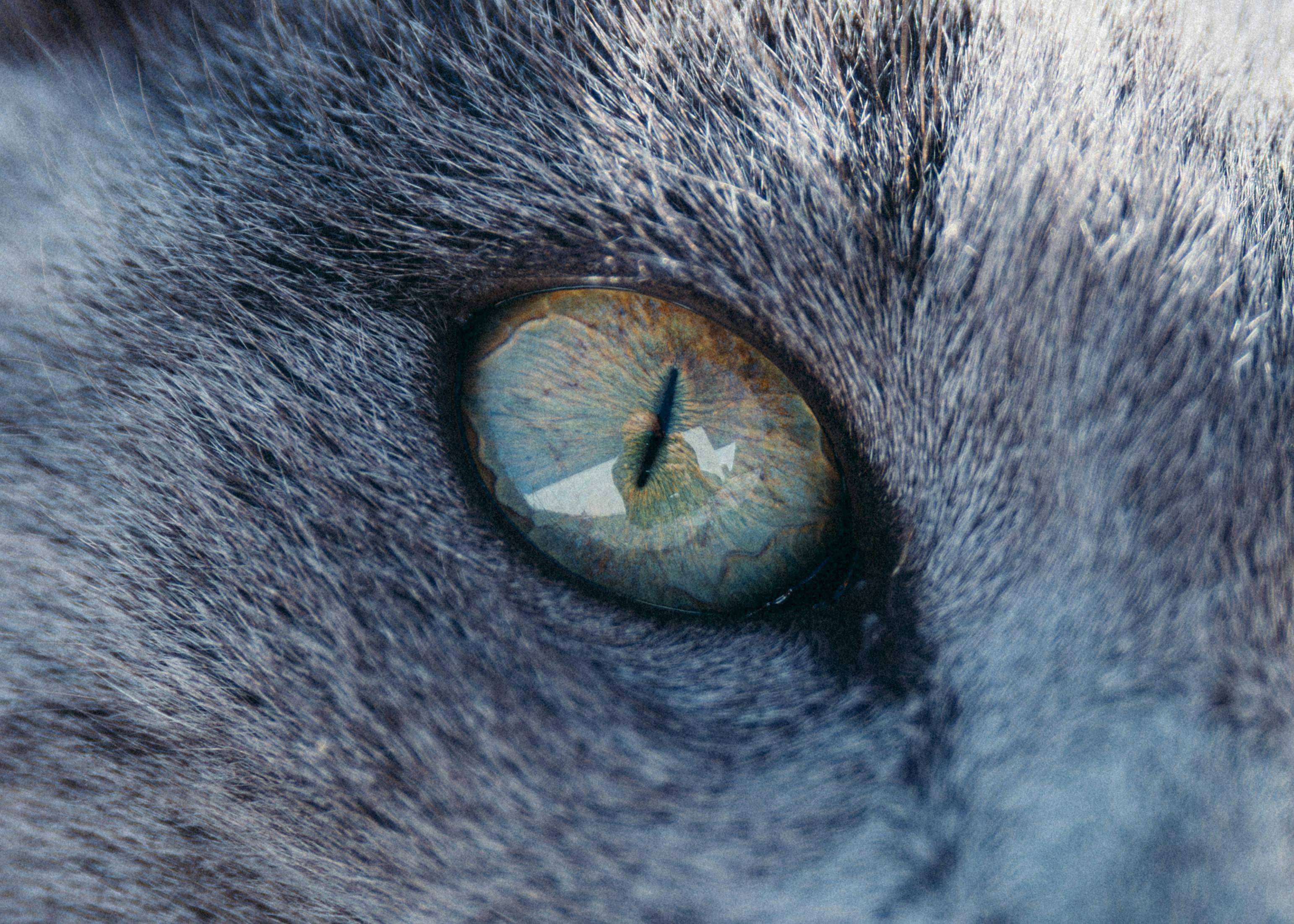 Close-up of a Cat's Eye with Detailed Fur Texture · Free Stock Photo