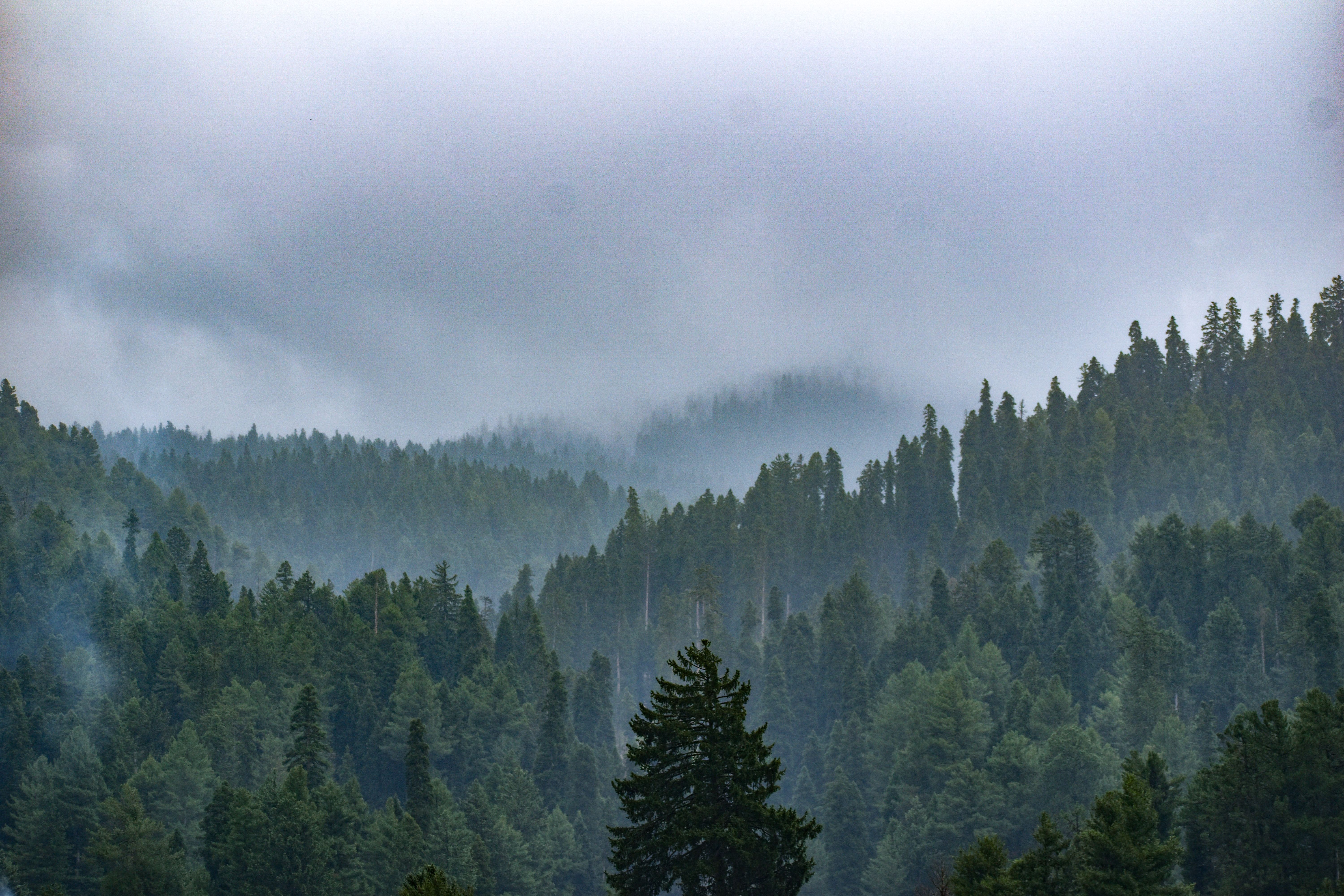 Misty Pine Forest in Indian Himalayas · Free Stock Photo