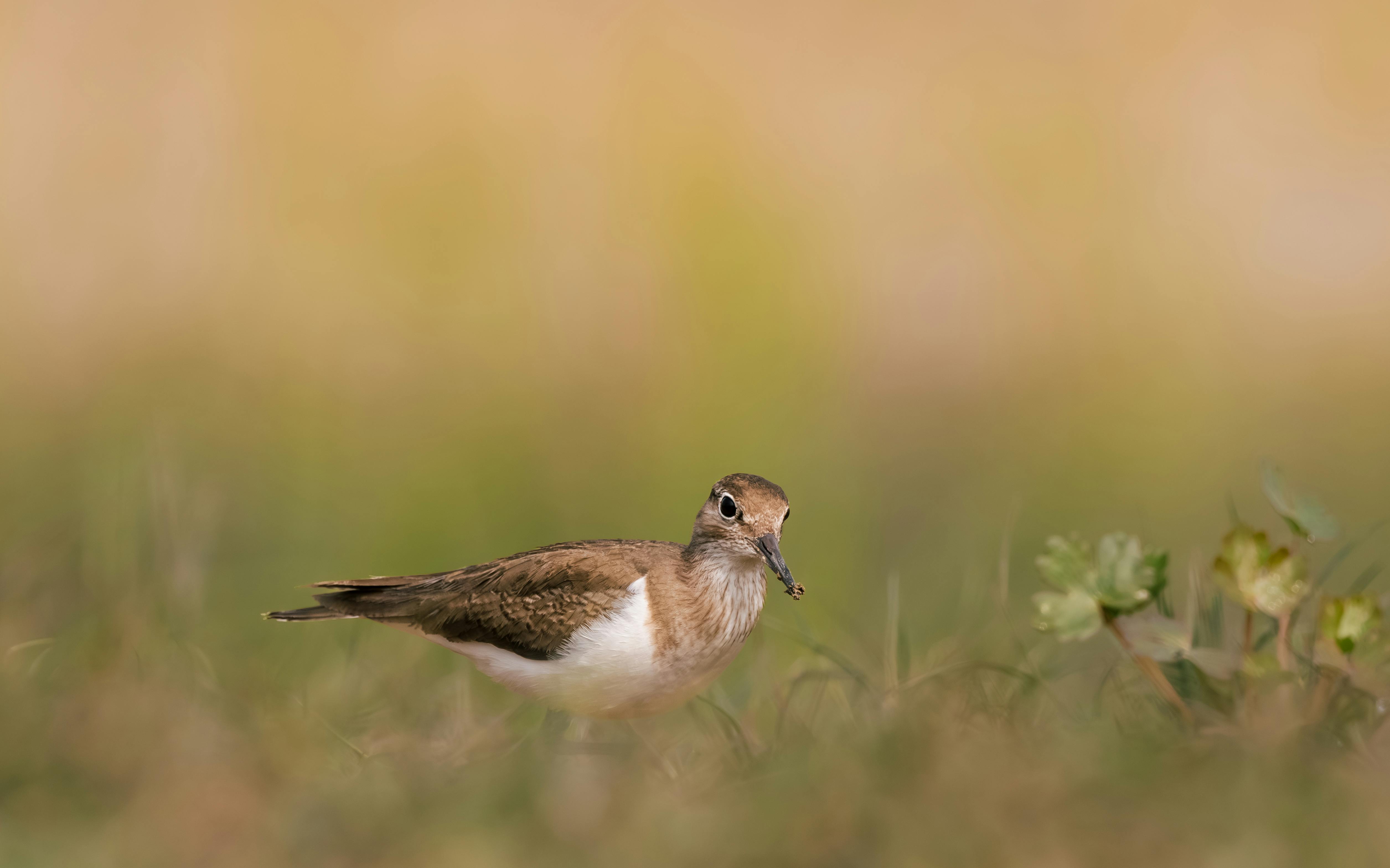 Untamed Nature Photos, Download The BEST Free Untamed Nature Stock ...