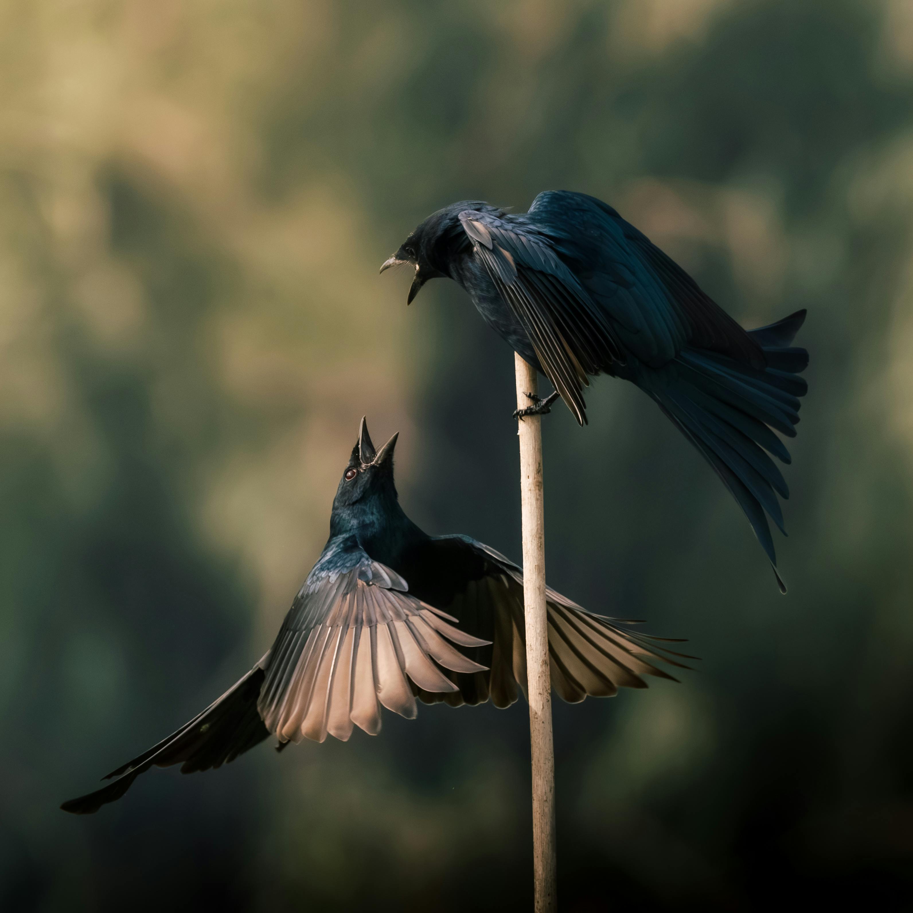 Dramatic Scene of Asian Black Drongos in Purbasthali · Free Stock Photo
