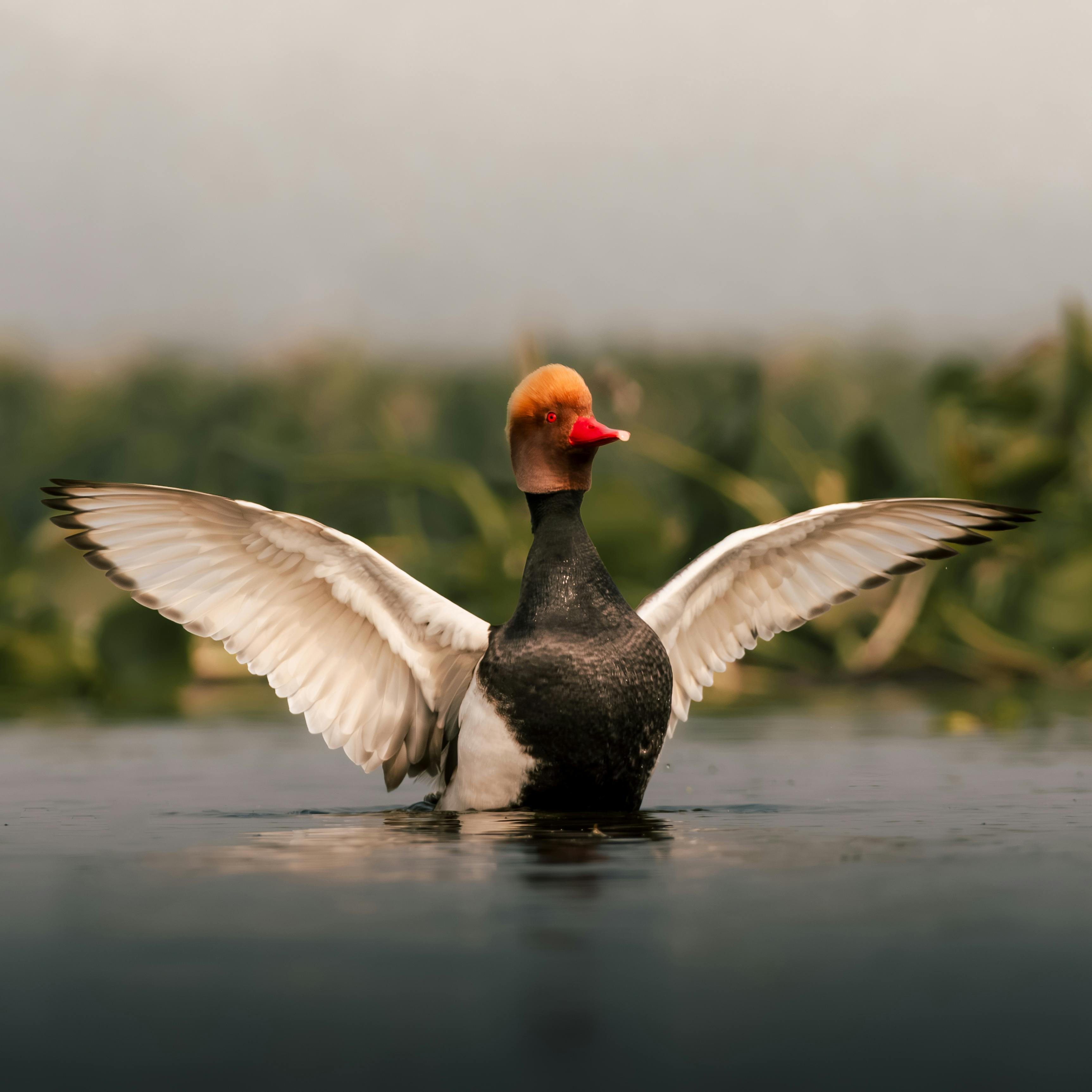 Pato Colorado Desplegando Sus Alas En Purbasthali · Foto de stock gratuita