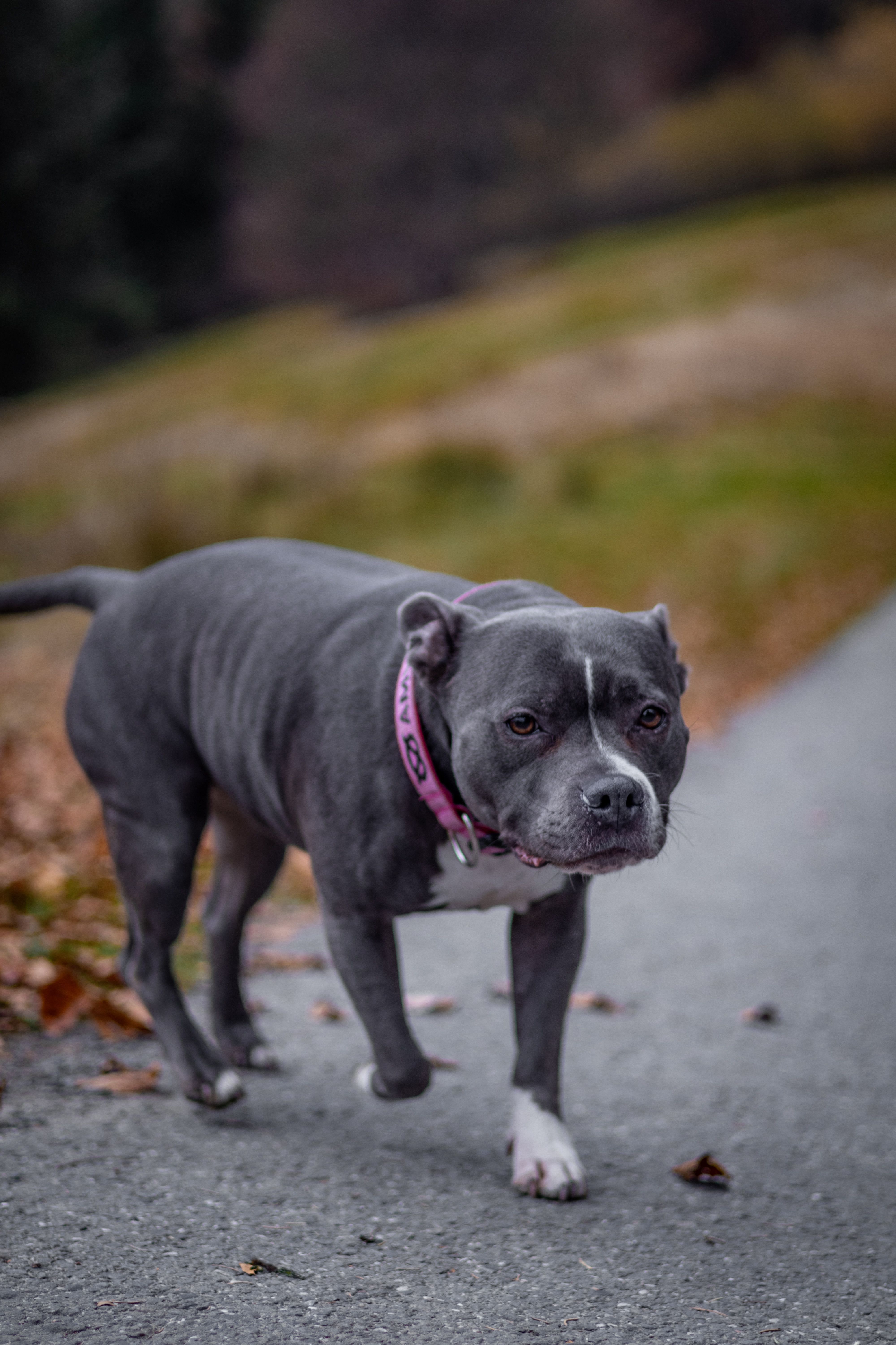 American Pit Bull Terrier Walking on Path · Free Stock Photo
