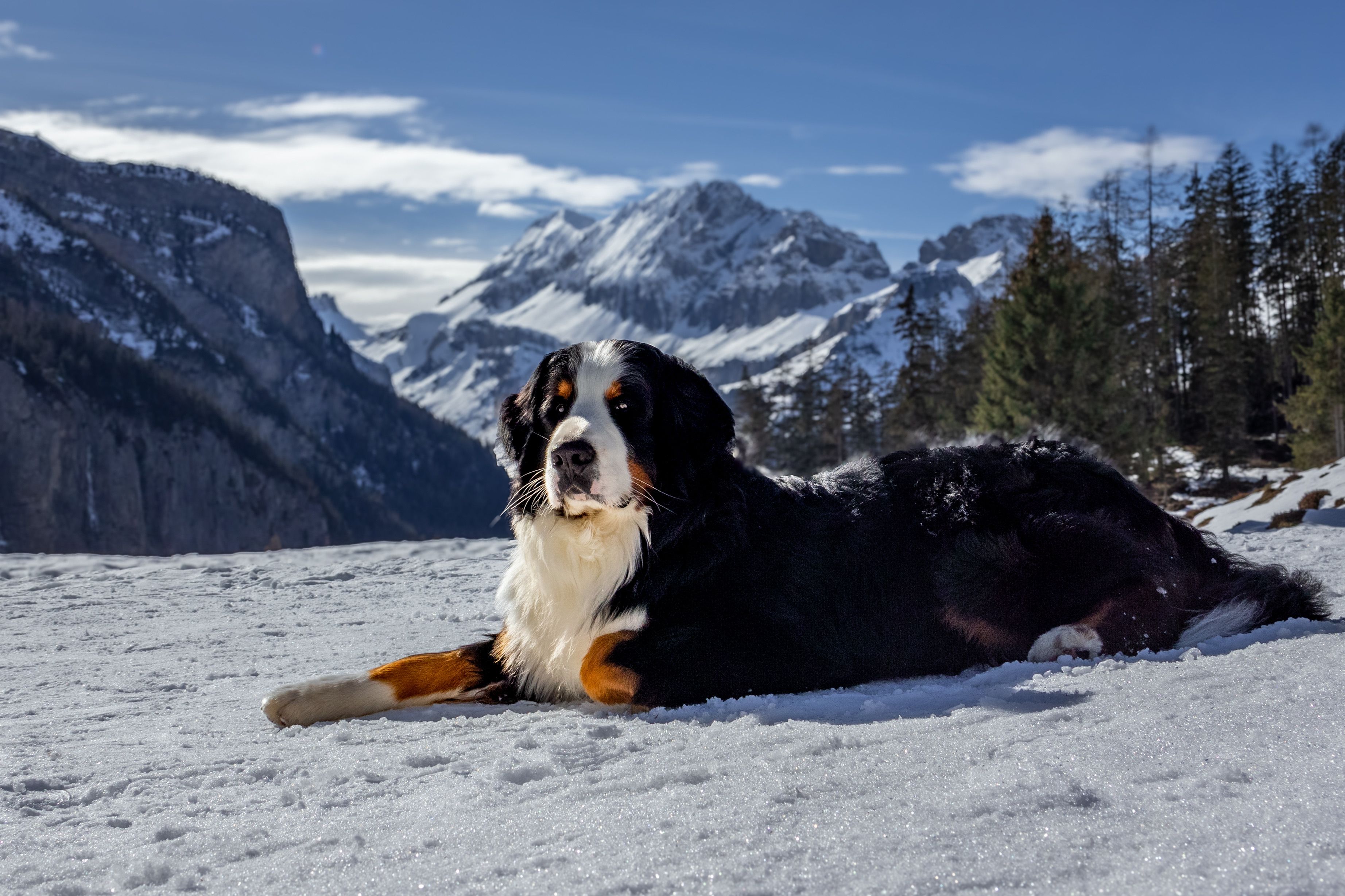 Bernese Mountain Dog in Snowy Alpine Landscape · Free Stock Photo