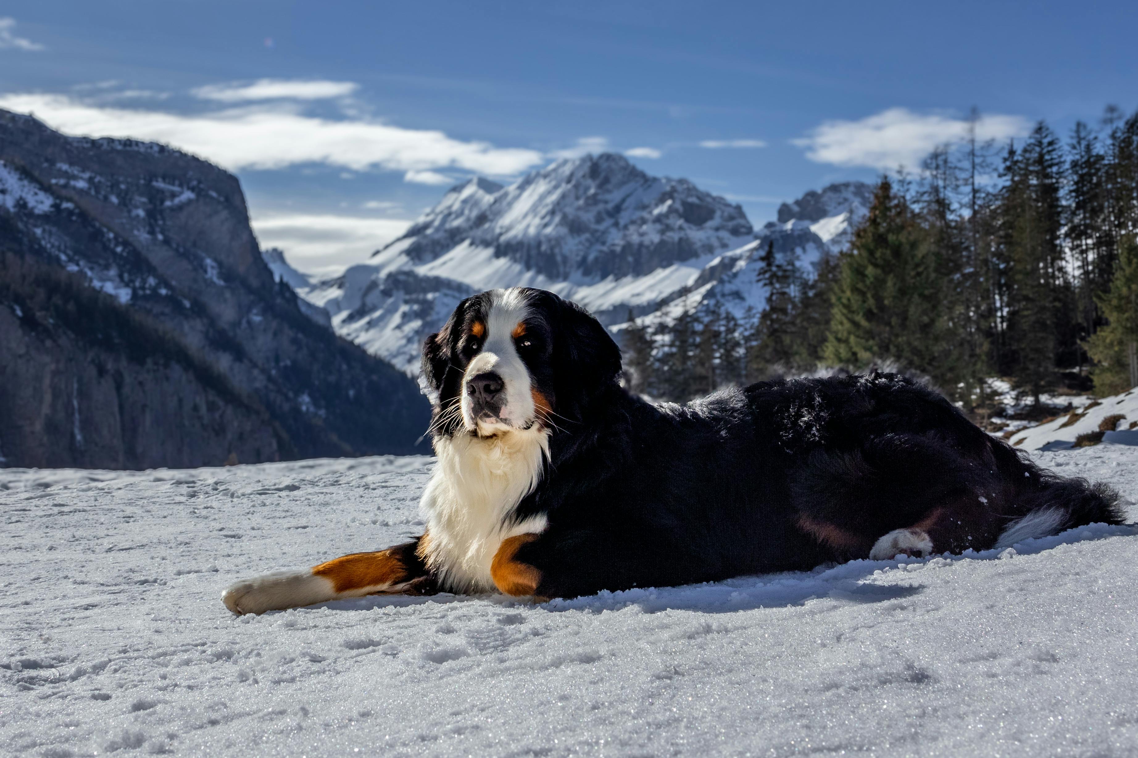 Cão Da Montanha De Berna Em Paisagem Alpina Com Neve · Foto ...