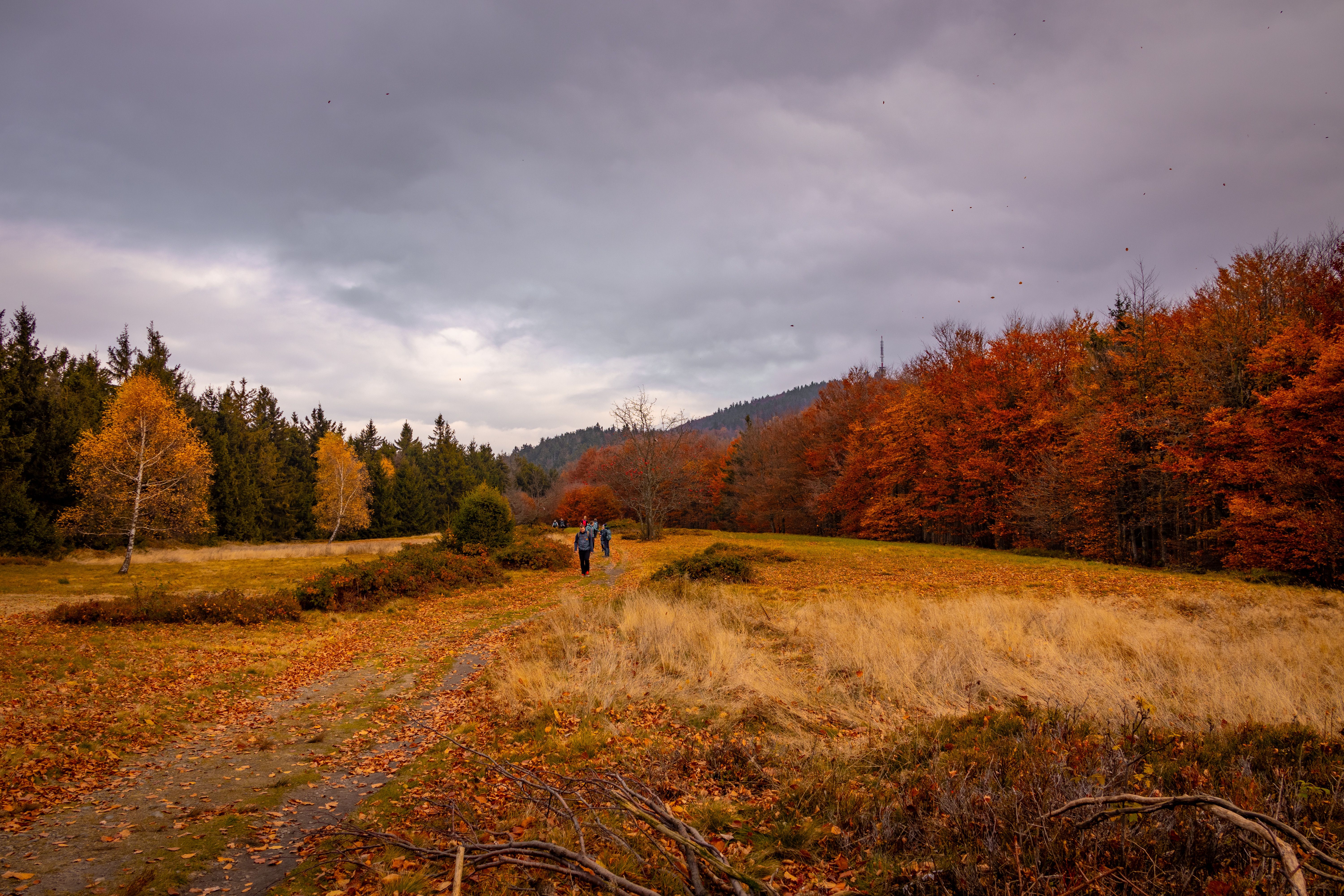 Scenic Autumn Landscape with Walking Pathway · Free Stock Photo