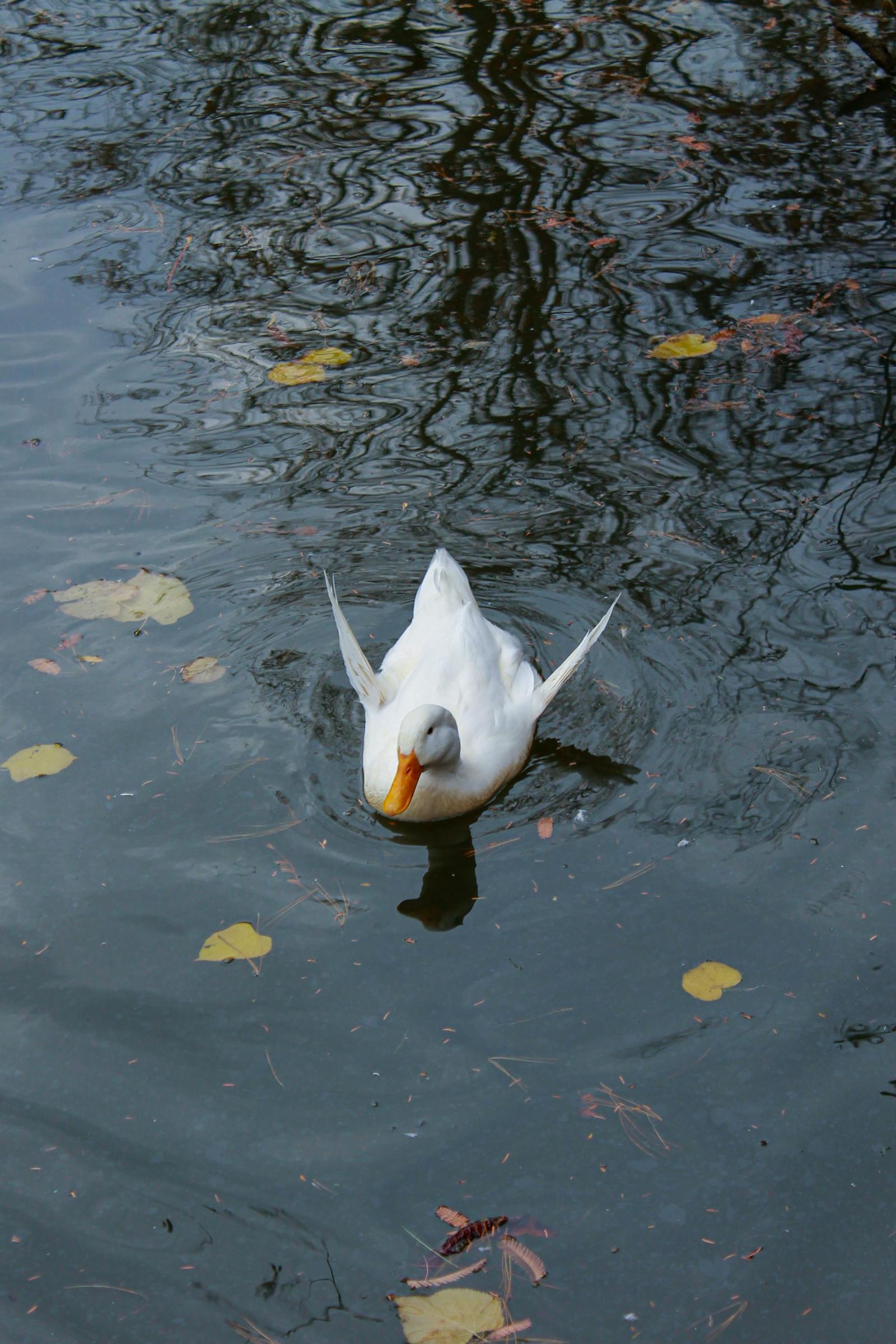 Bing+AI+Chho+Suc+Chhok+Chho+Su+C+Chhoh+Duck+C+Chhohuckh+Duckodubo ...