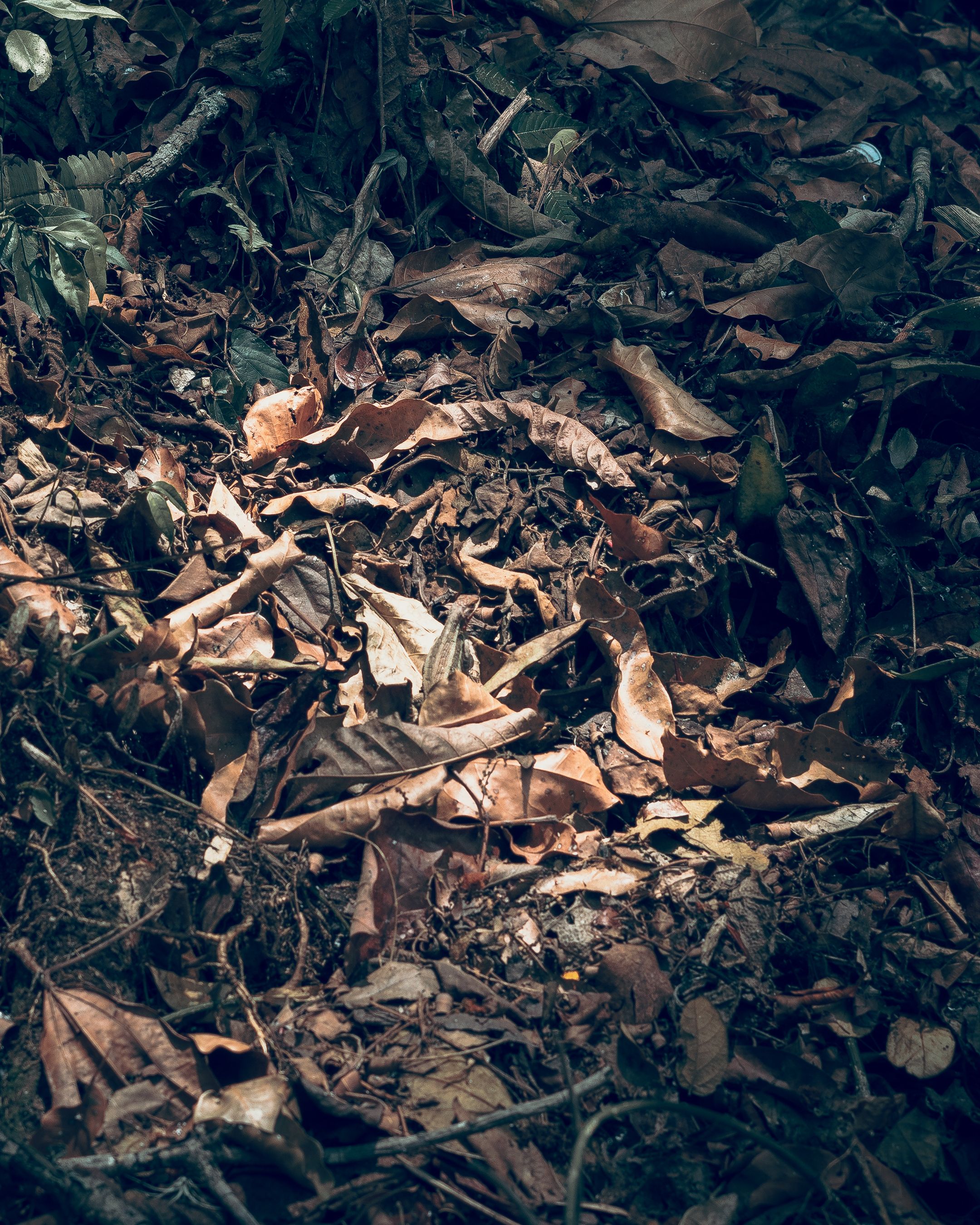 Suelo De Bosque Rústico Con Hojas Caídas · Foto de stock gratuita