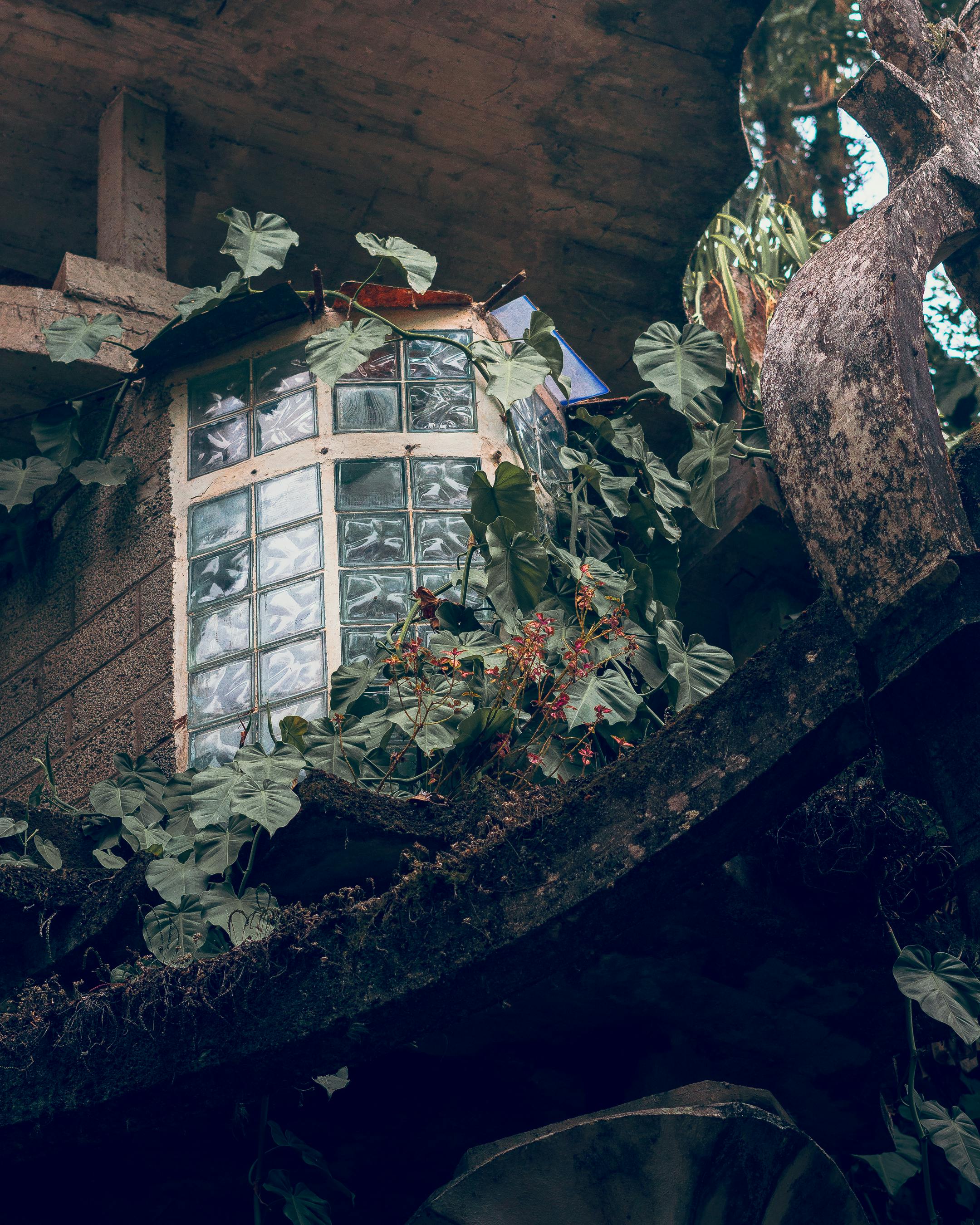 Lush Window in Surreal Xilitla Architecture · Free Stock Photo