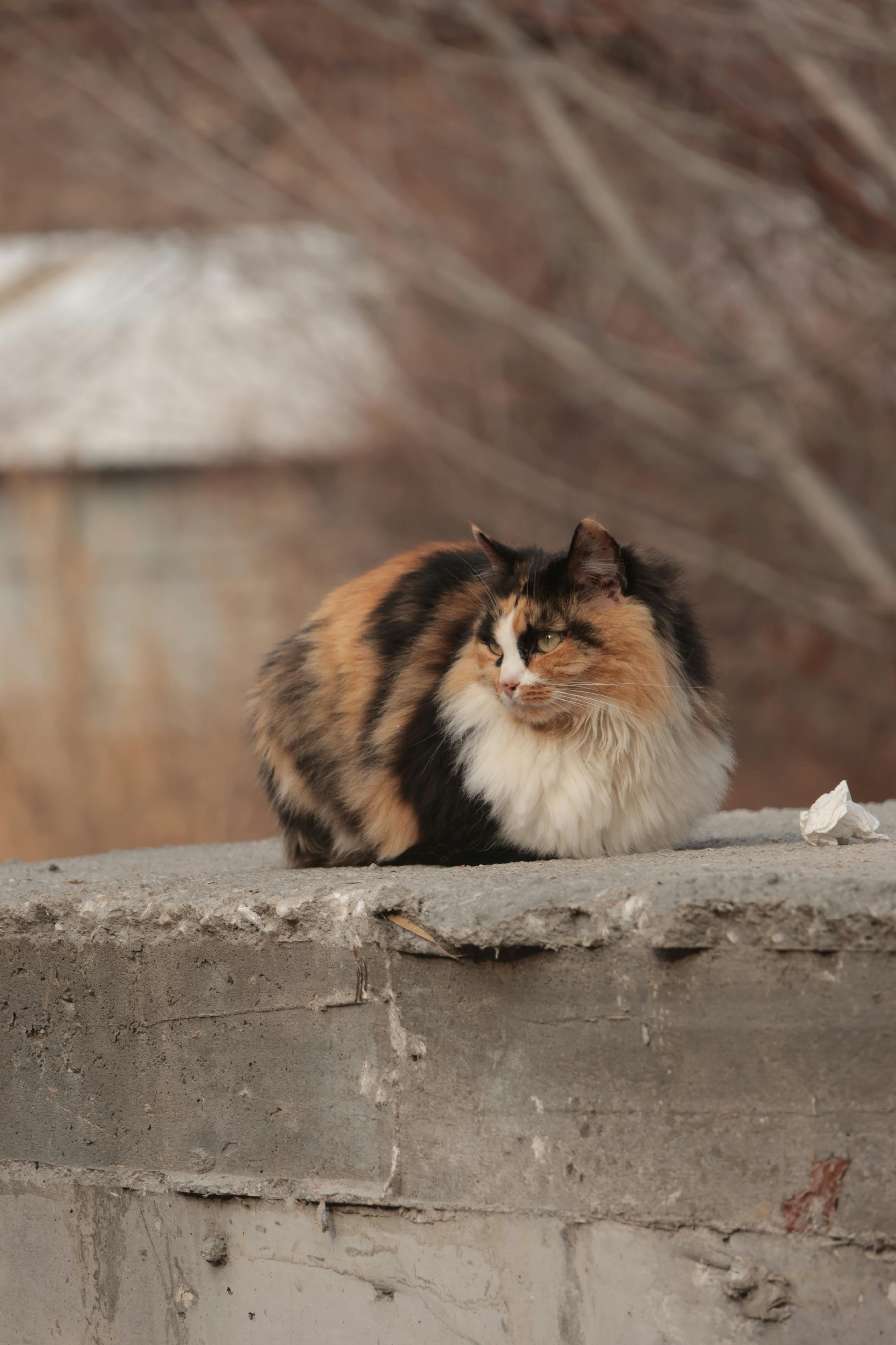 Close-up of a Fluffy Calico Cat Outdoors · Free Stock Photo