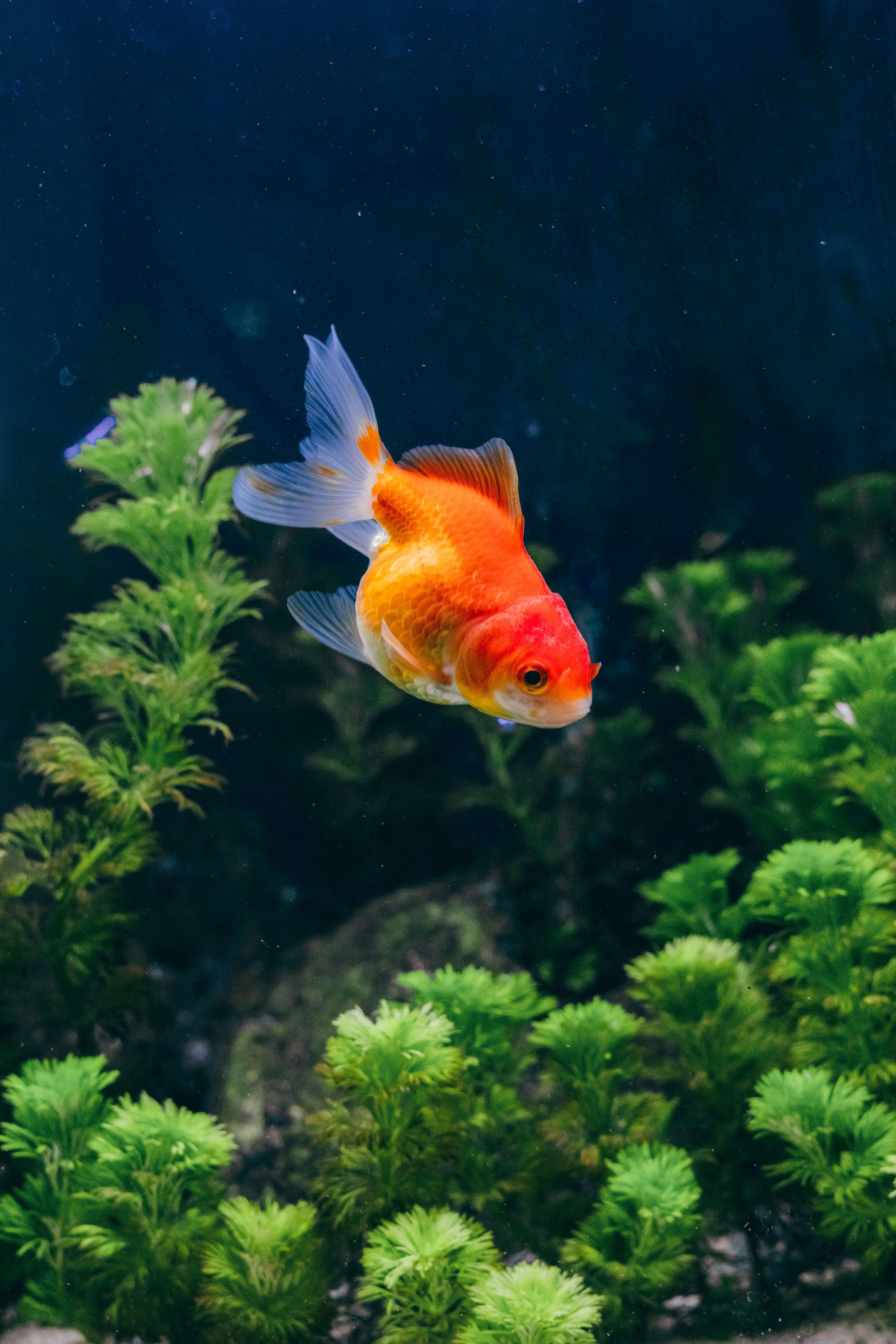 Colorful Goldfish Swimming in Indonesian Aquarium · Free Stock Photo